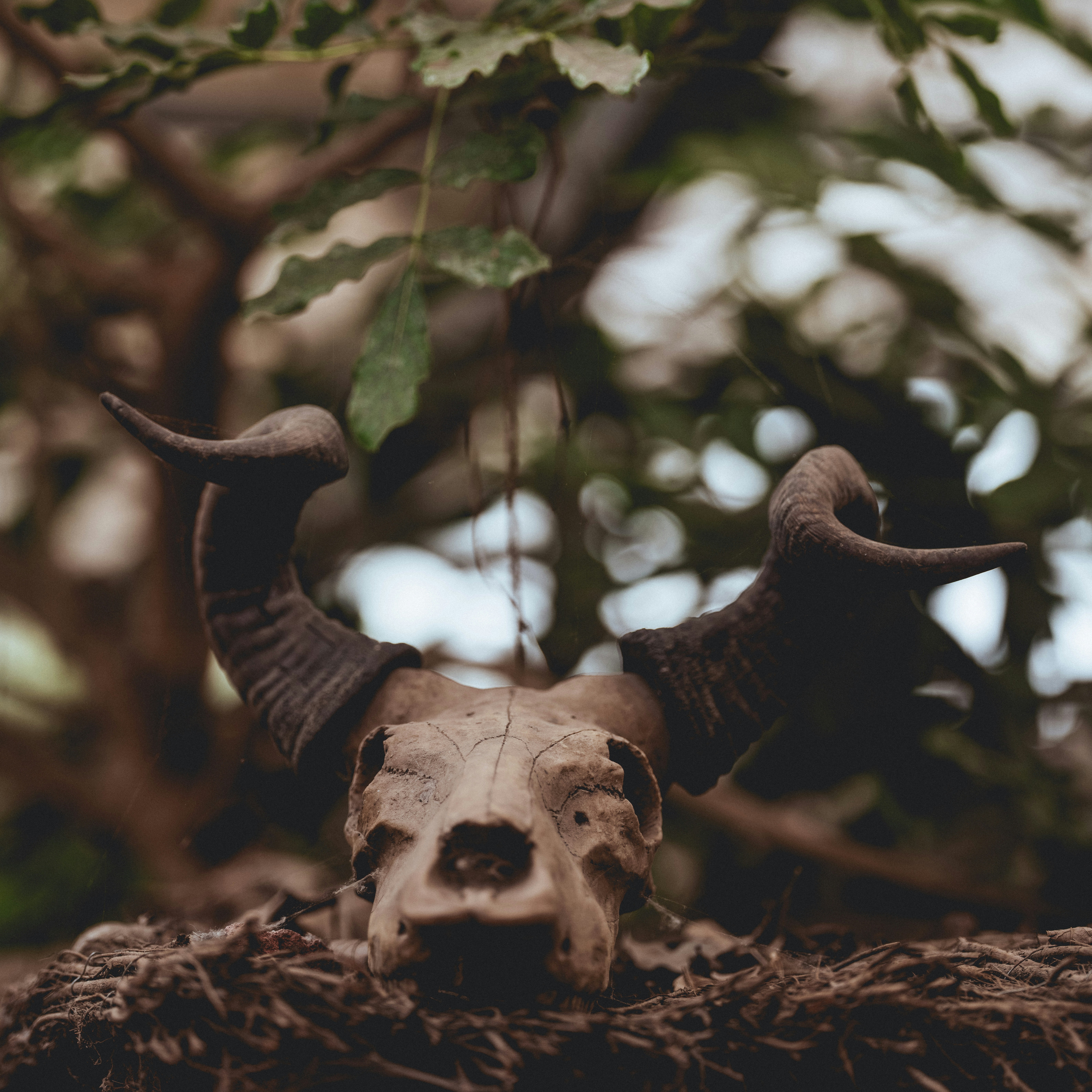 Skull | Ram skull with large horns rests on branches