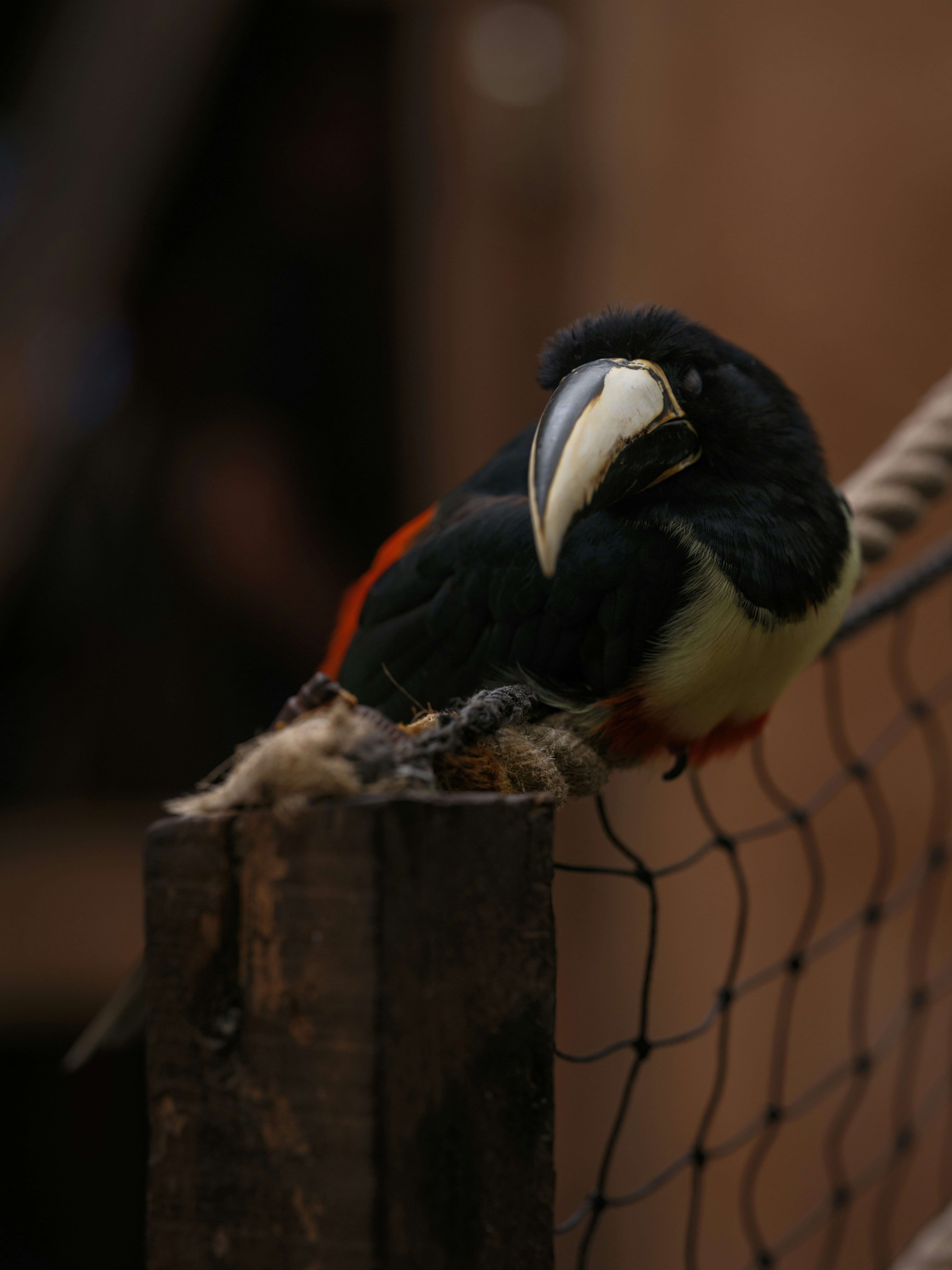 Aracari Bird.. Toucan
