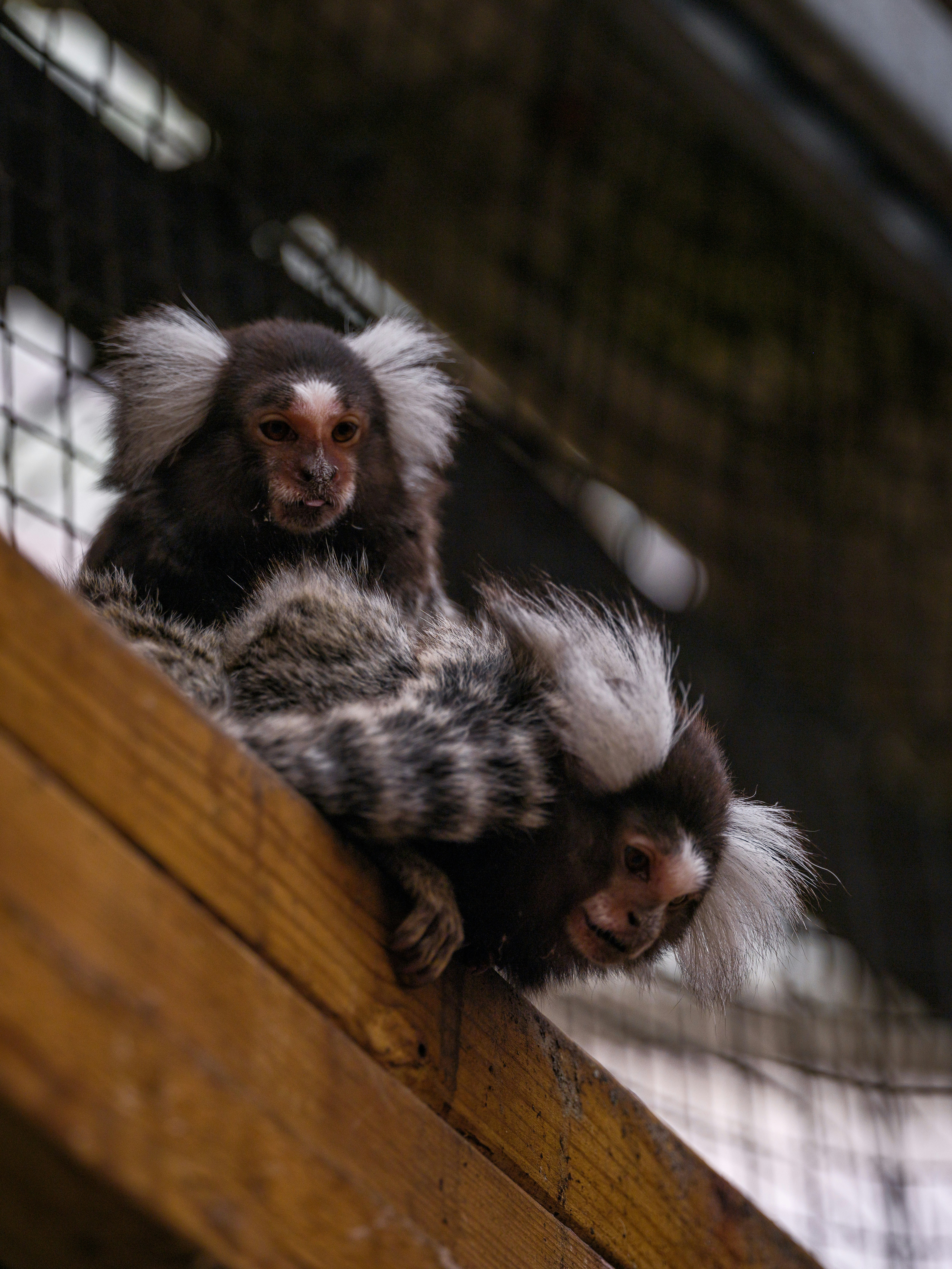 Playful Encounters: The Mischief of Marmosets