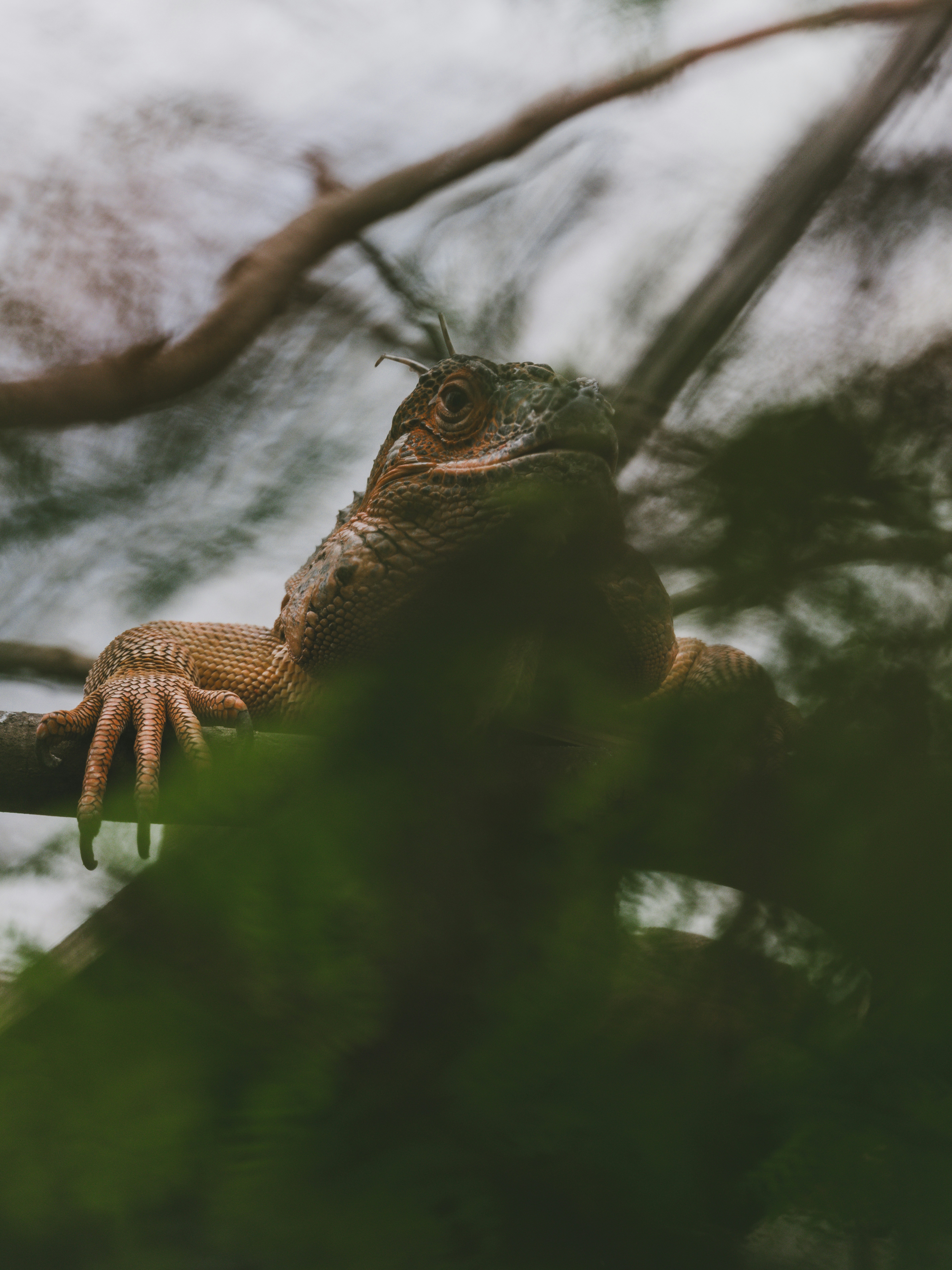 The Arboreal Guardian: A Lizard's Watchful Gaze
