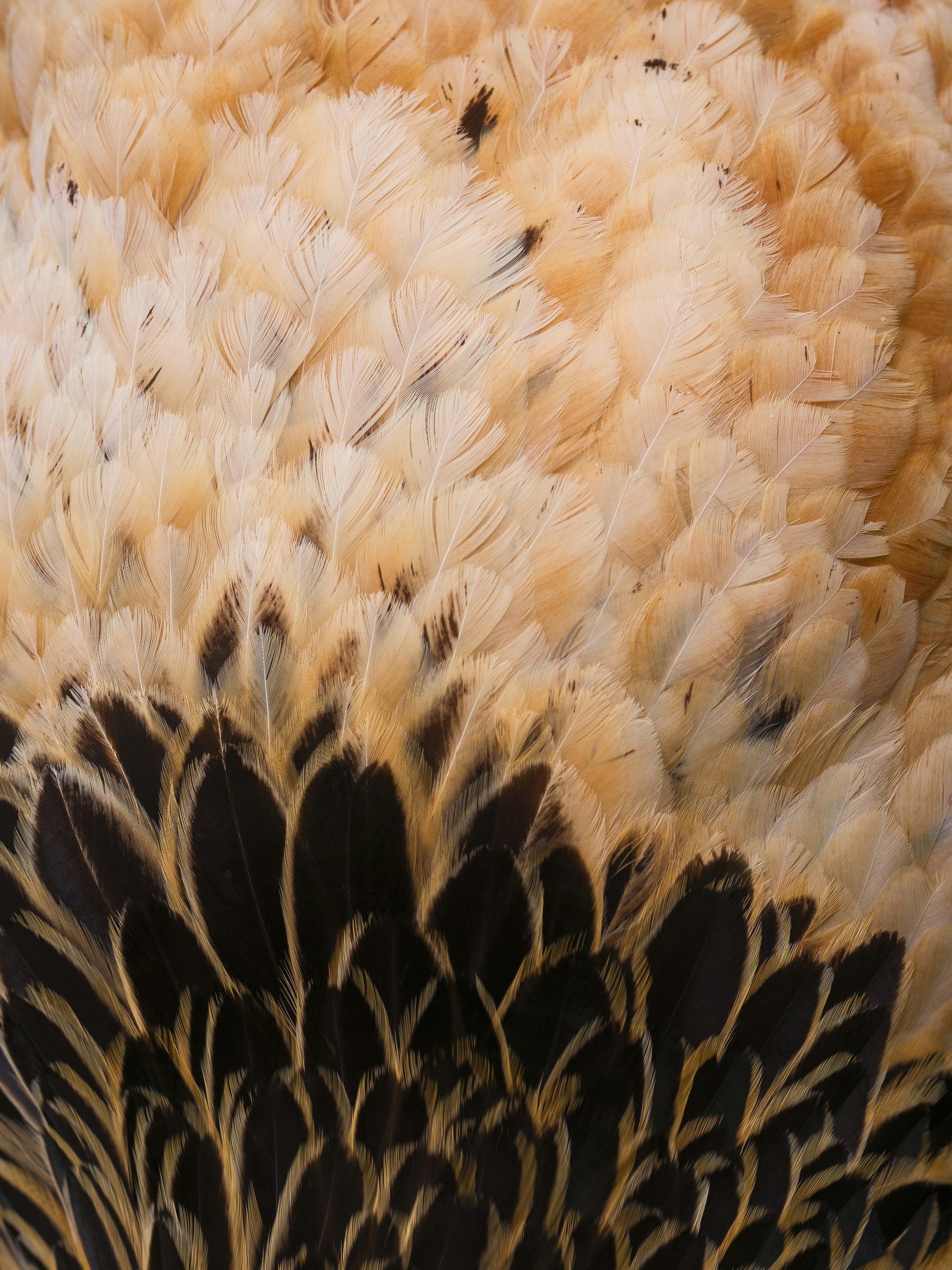 Close-up of a bird's plumage showcasing a detailed pattern of soft, layered feathers in shades of cream and dark brown.