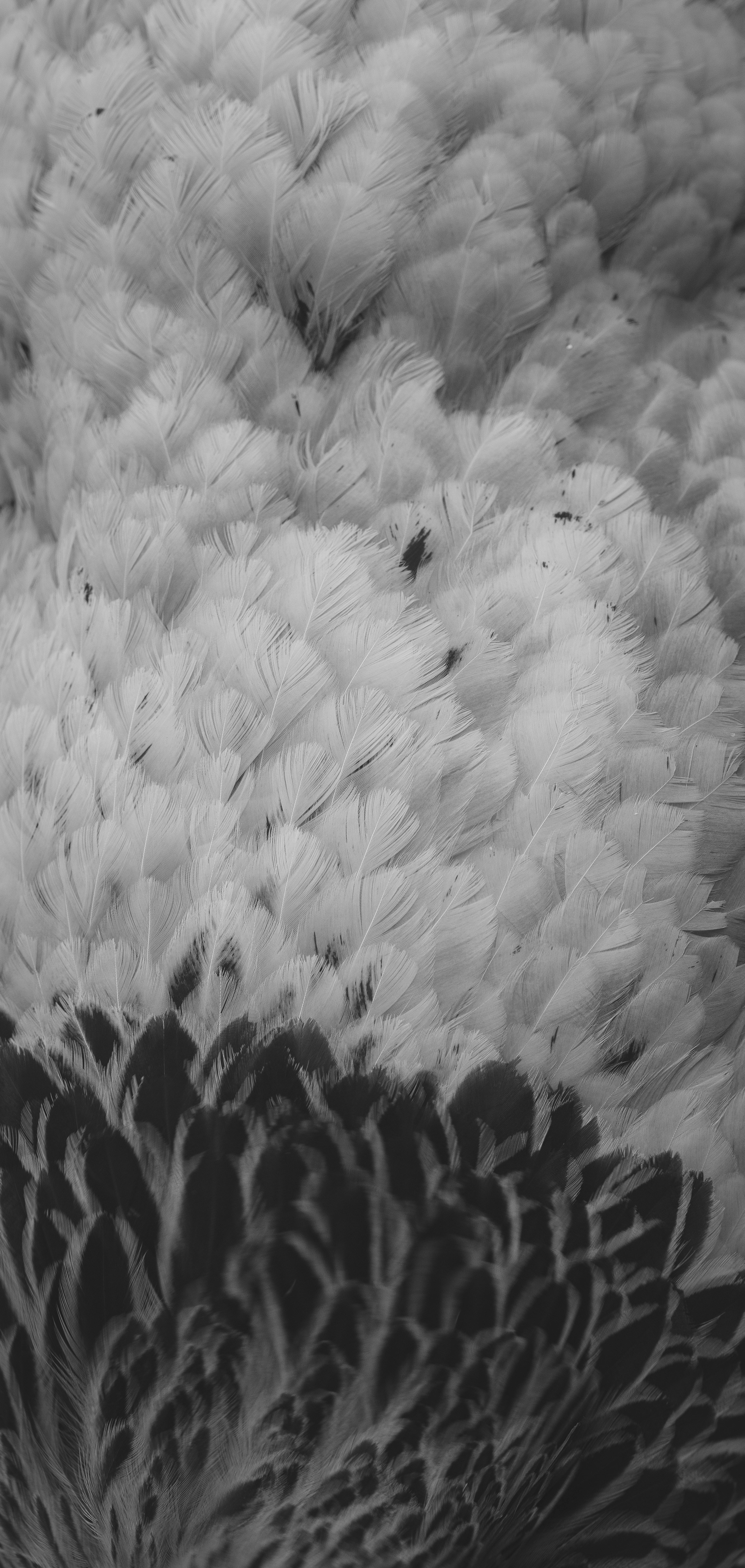 Feathers in Monochrome: A Textural Journey