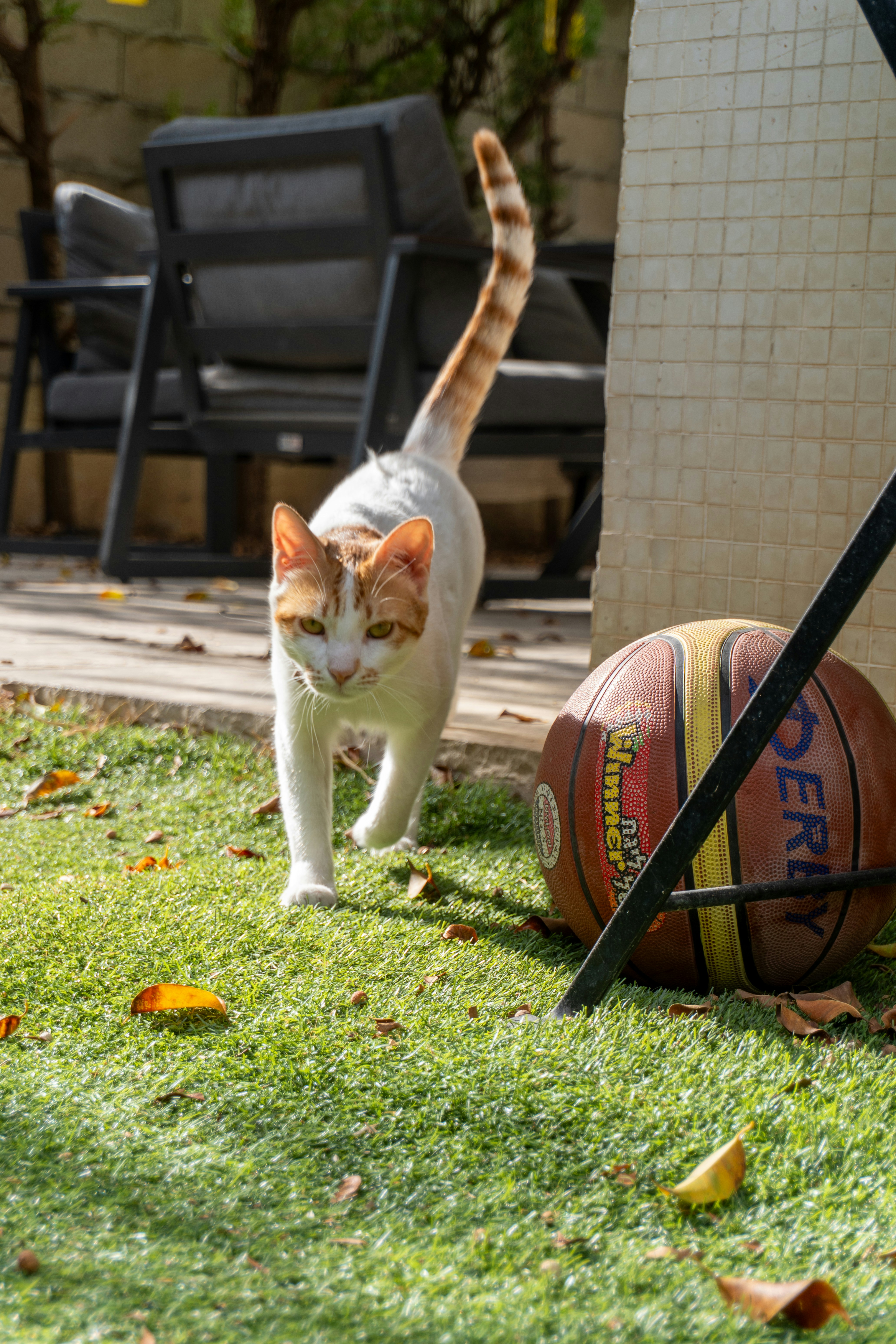 The Curious Explorer: A Feline Adventure