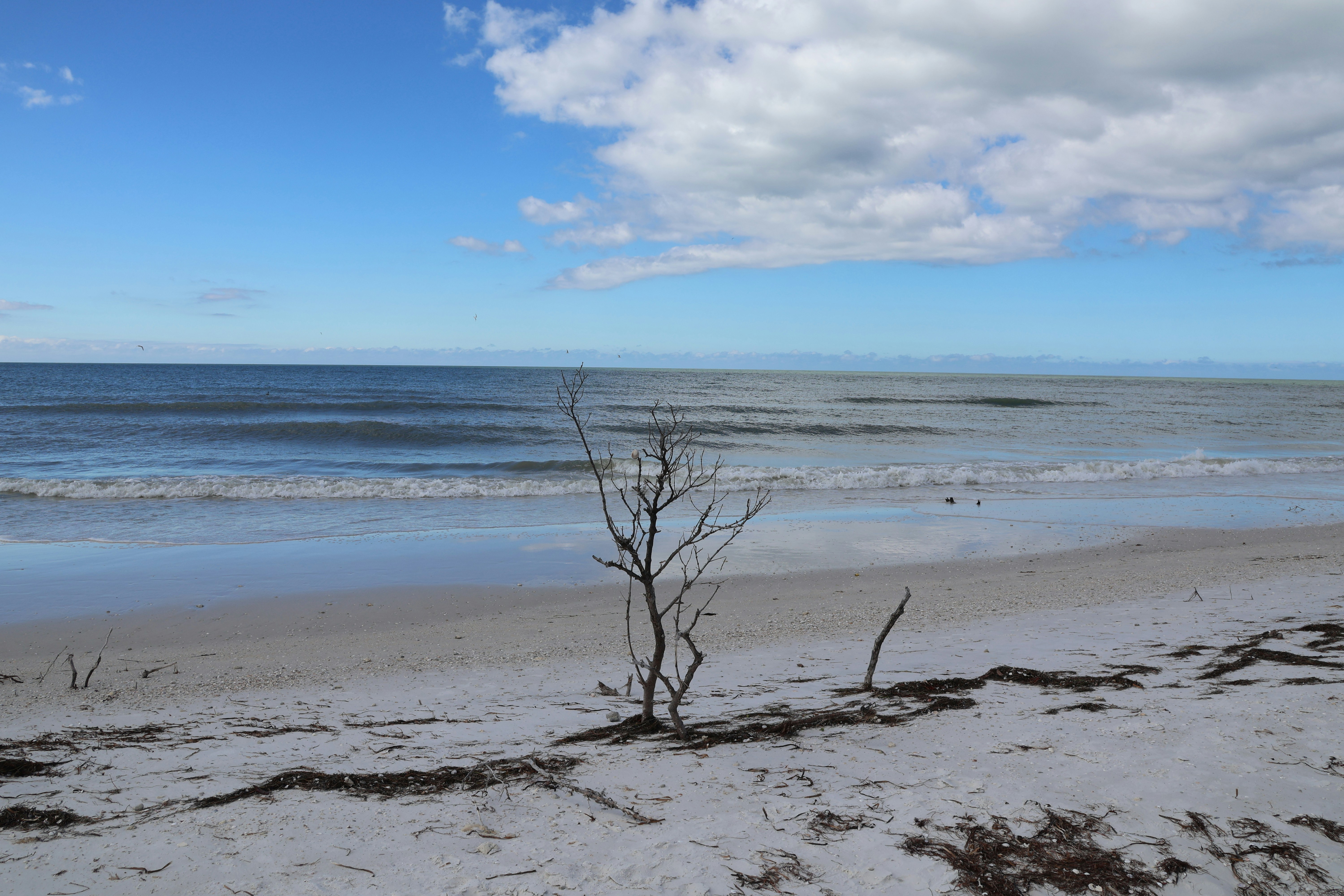 A solitary tree stands on a serene beach, framed by gentle waves and a clear blue sky. The tranquil scene invites reflection.