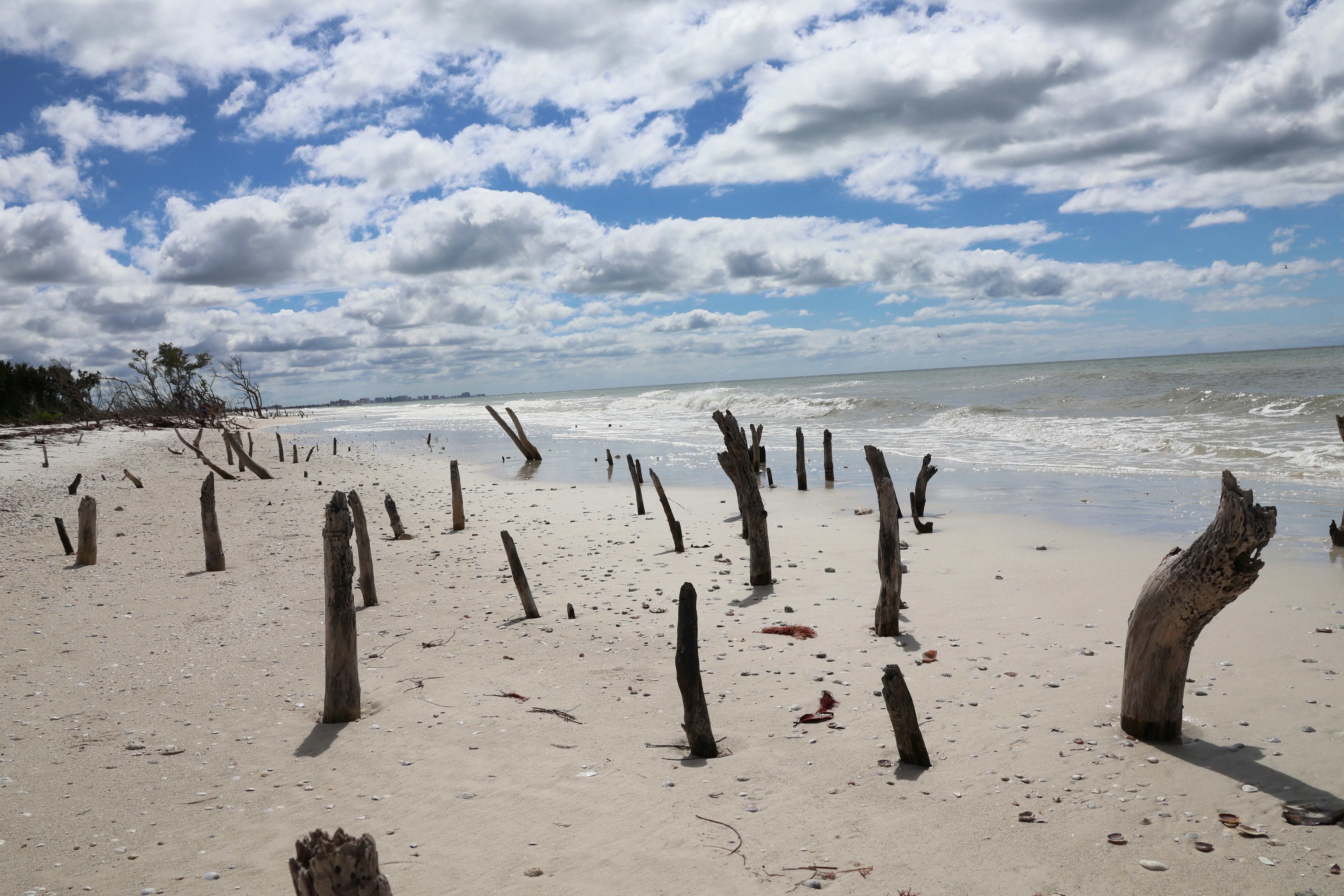 Weathered tree stumps rise from the sandy beach, contrasting against the vibrant blue sky and gentle waves. A serene coastal scene captures the essence of nature's resilience.