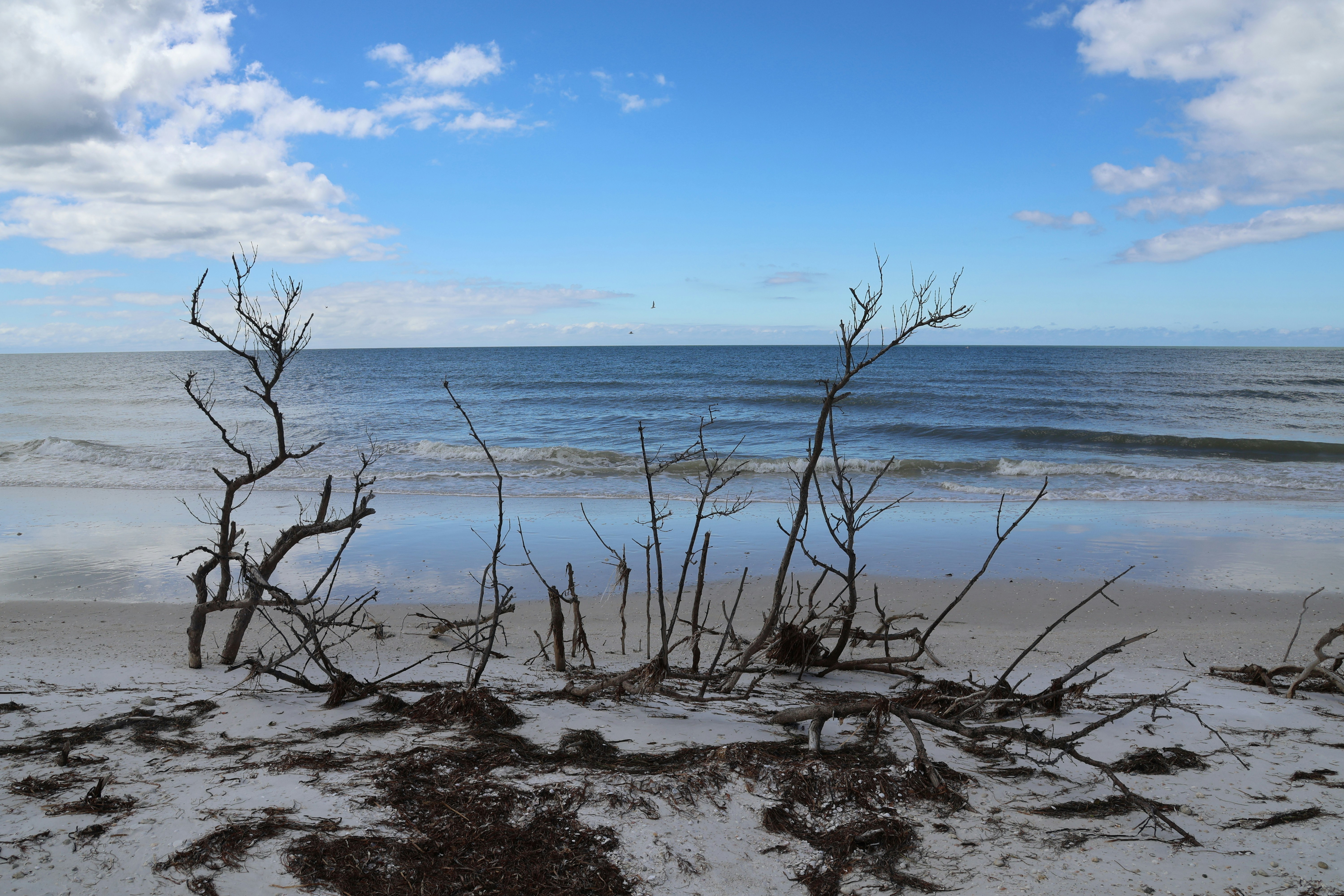 Driftwood on a sandy beach with ocean background