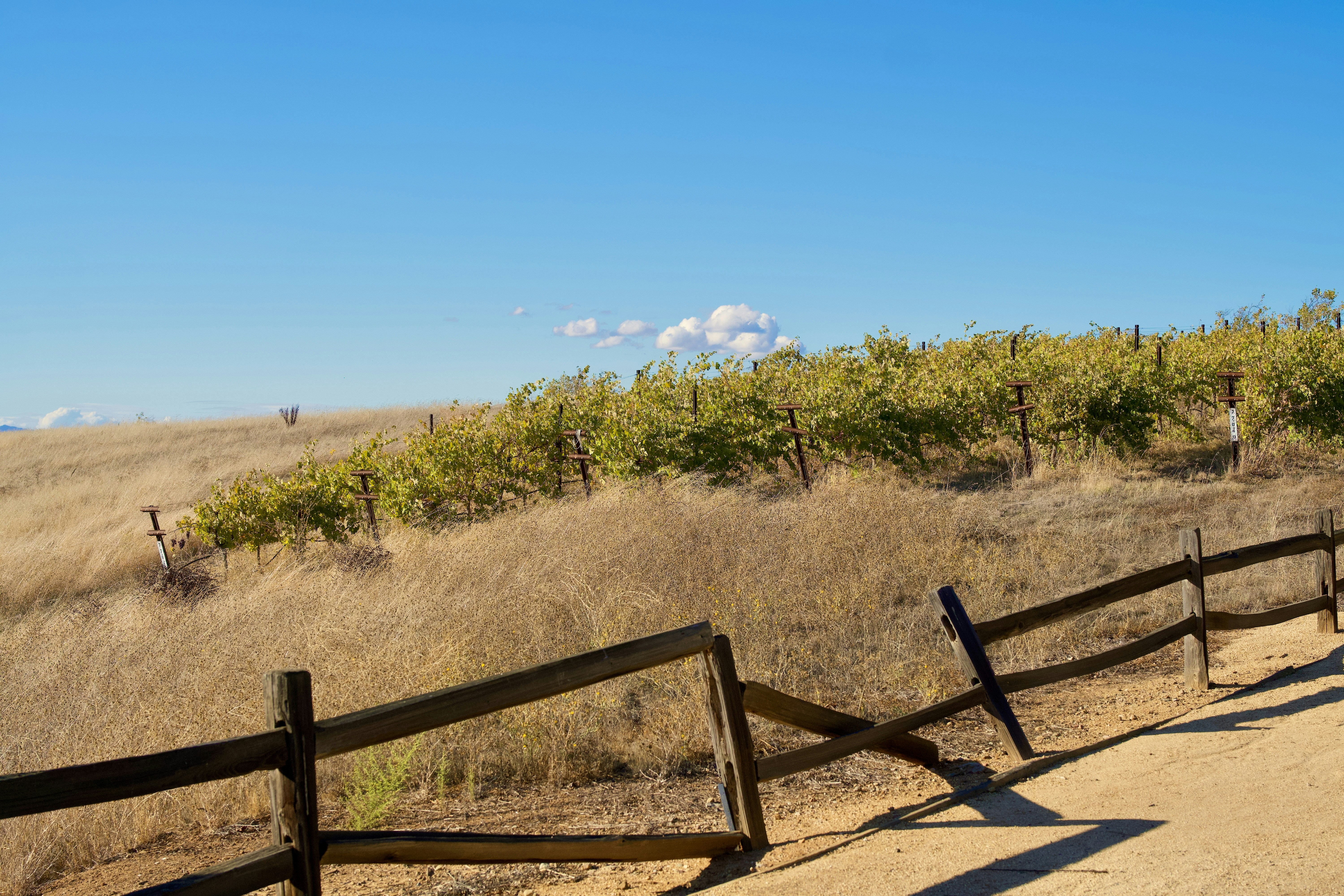 A winding dirt path bordered by a rustic wooden fence leads through a sunlit vineyard, with golden grasses swaying gently in the breeze.