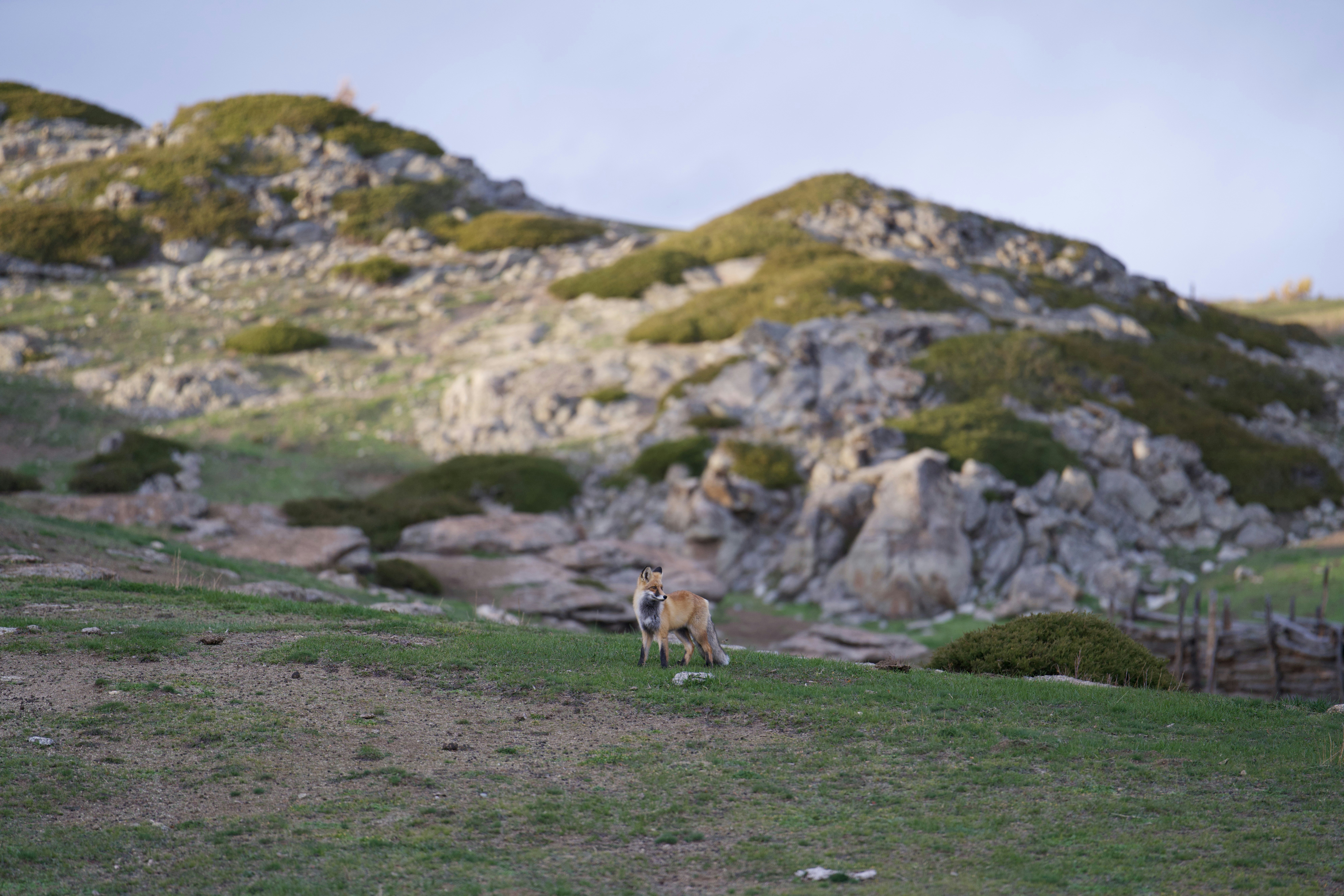 A deer walks across a grassy mountain slope.