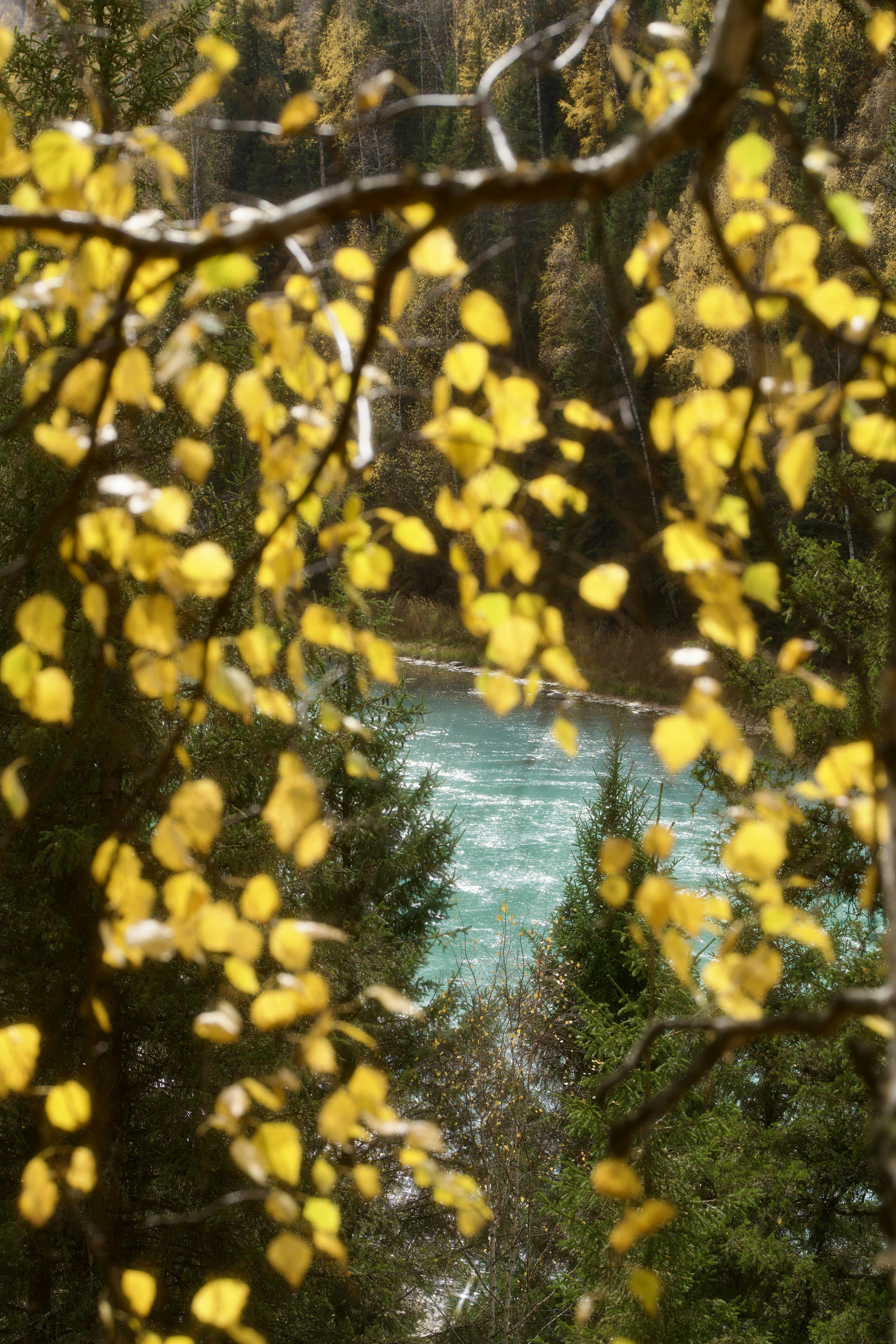 Bright yellow autumn leaves frame turquoise river.