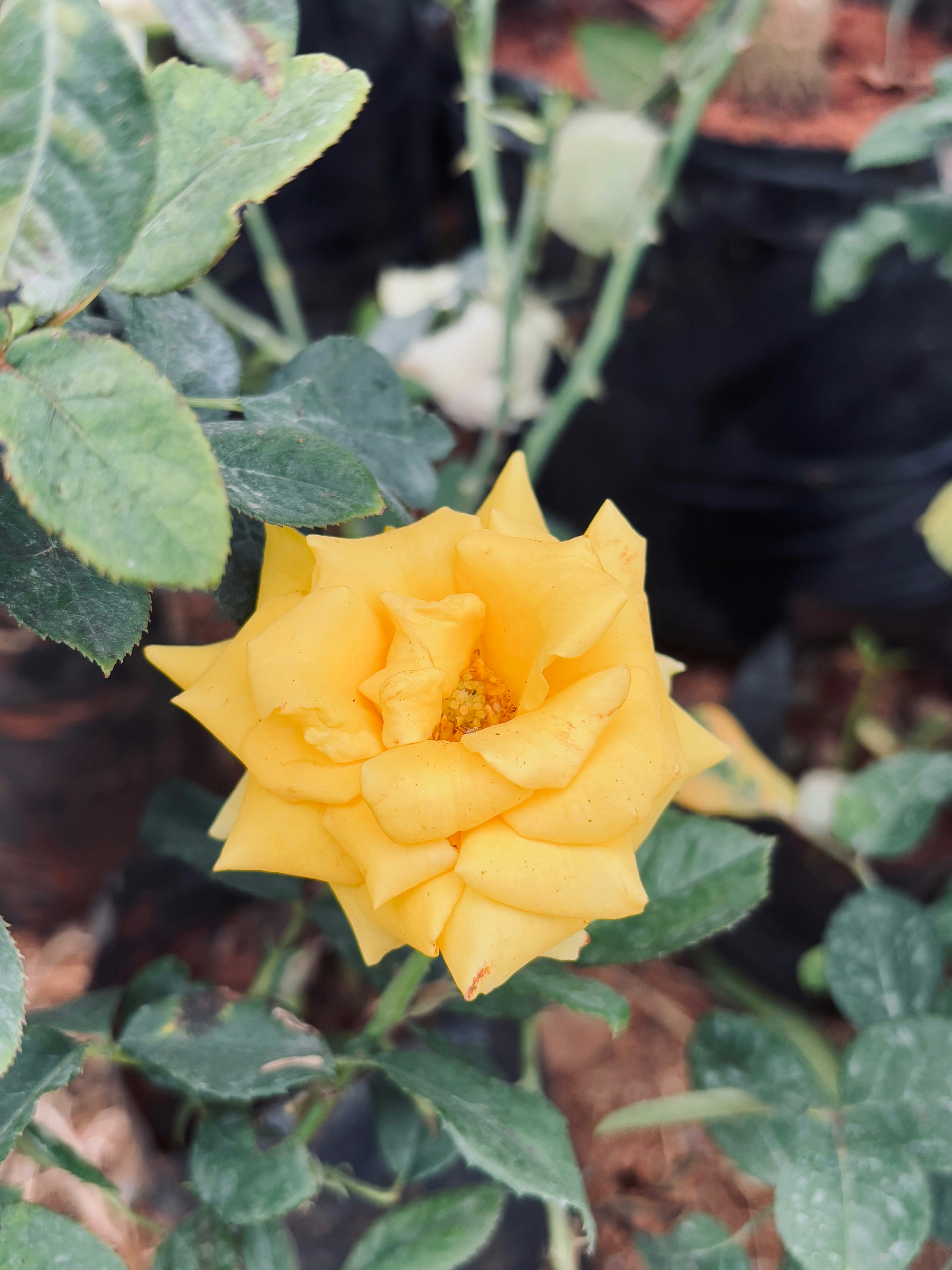 Golden Blossom Among Greenery