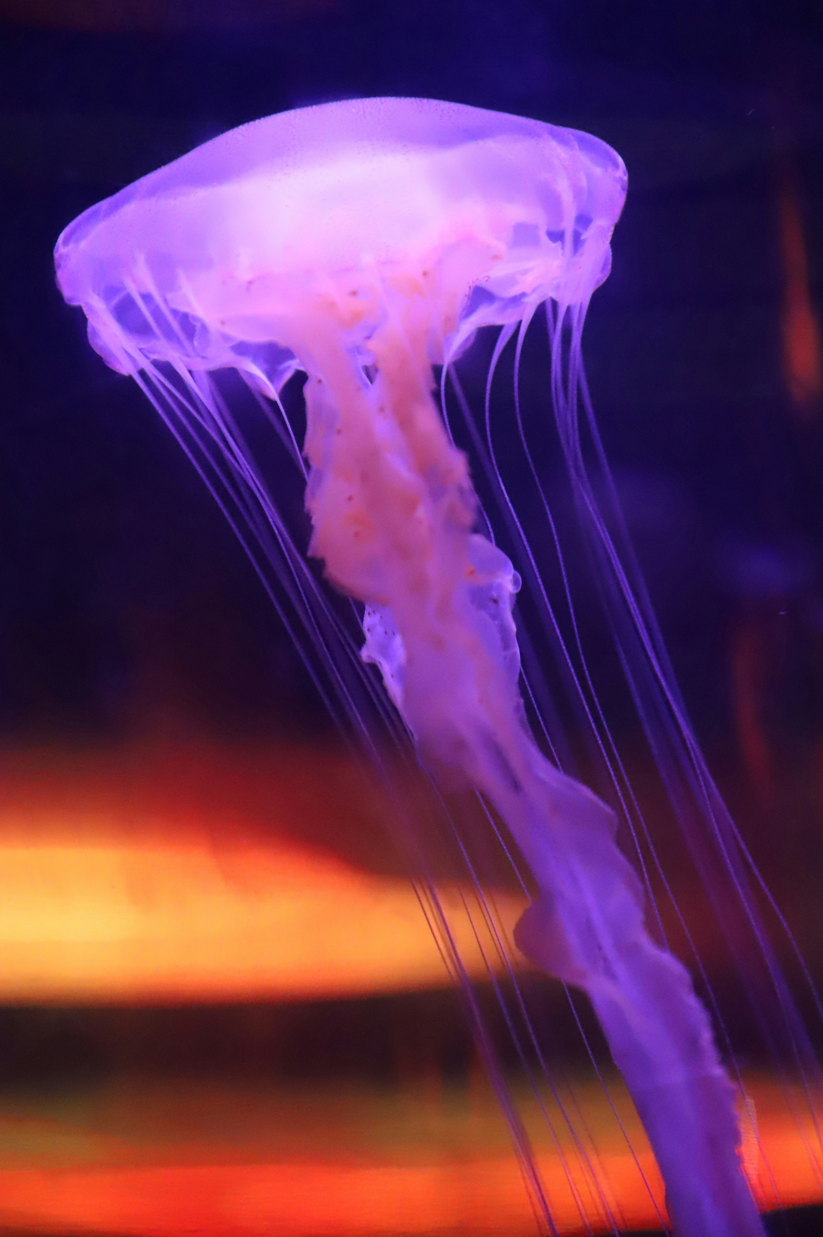 Jellyfish in a Violet Quiet: Neon Shrouds in the Deep