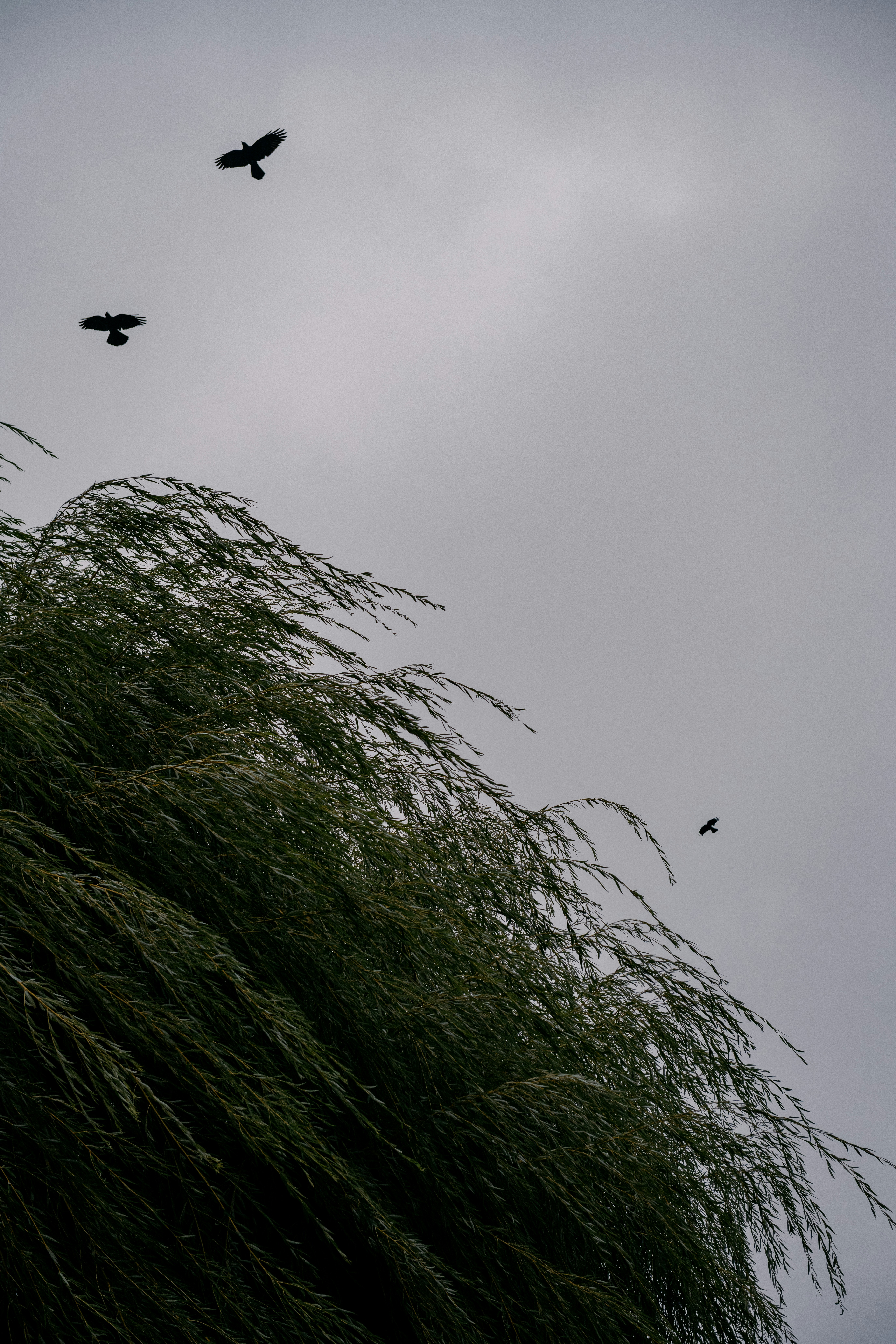 Wings Against a Gloomy Sky