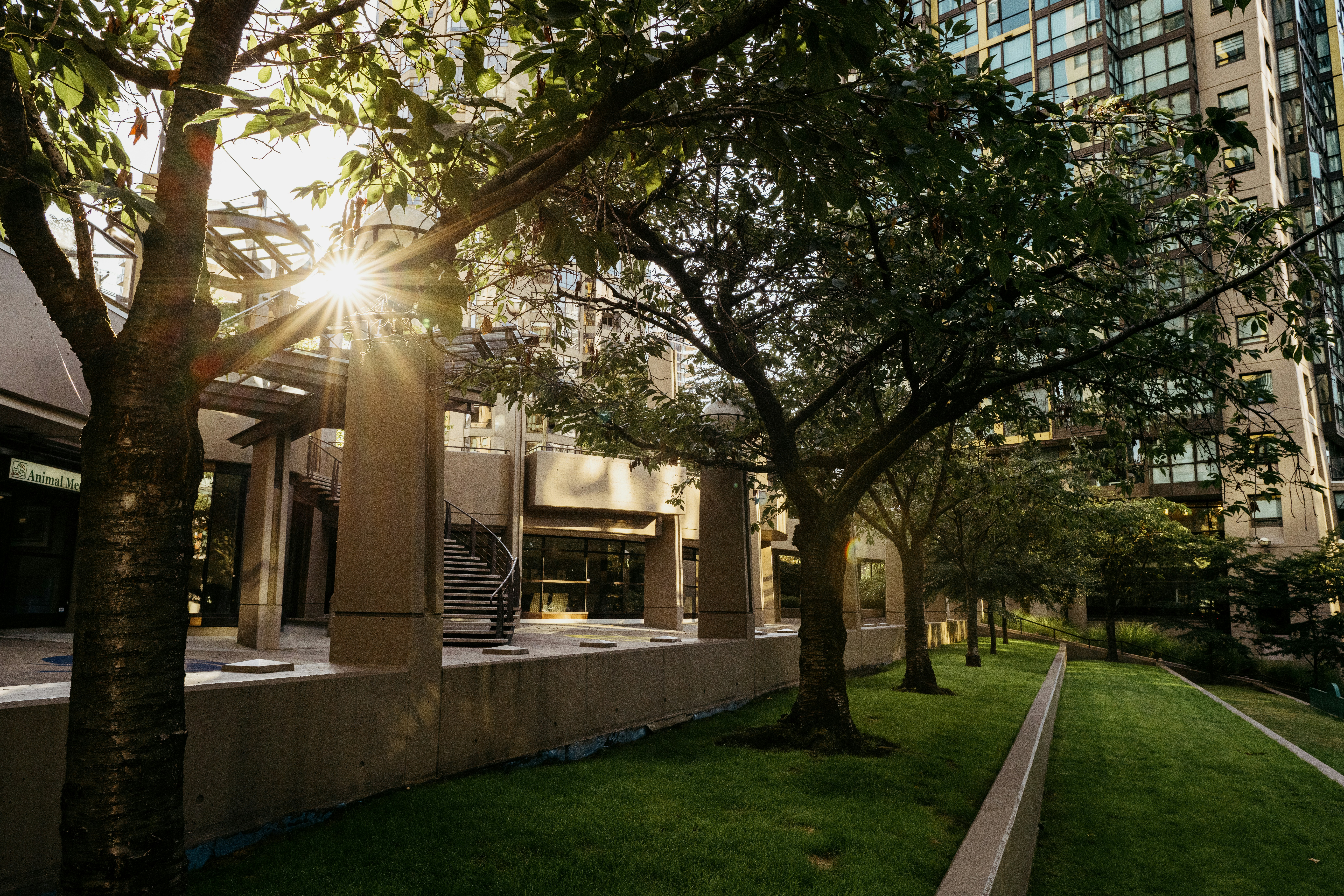 Sunburst Through the Urban Canopy Over a Planted Courtyard