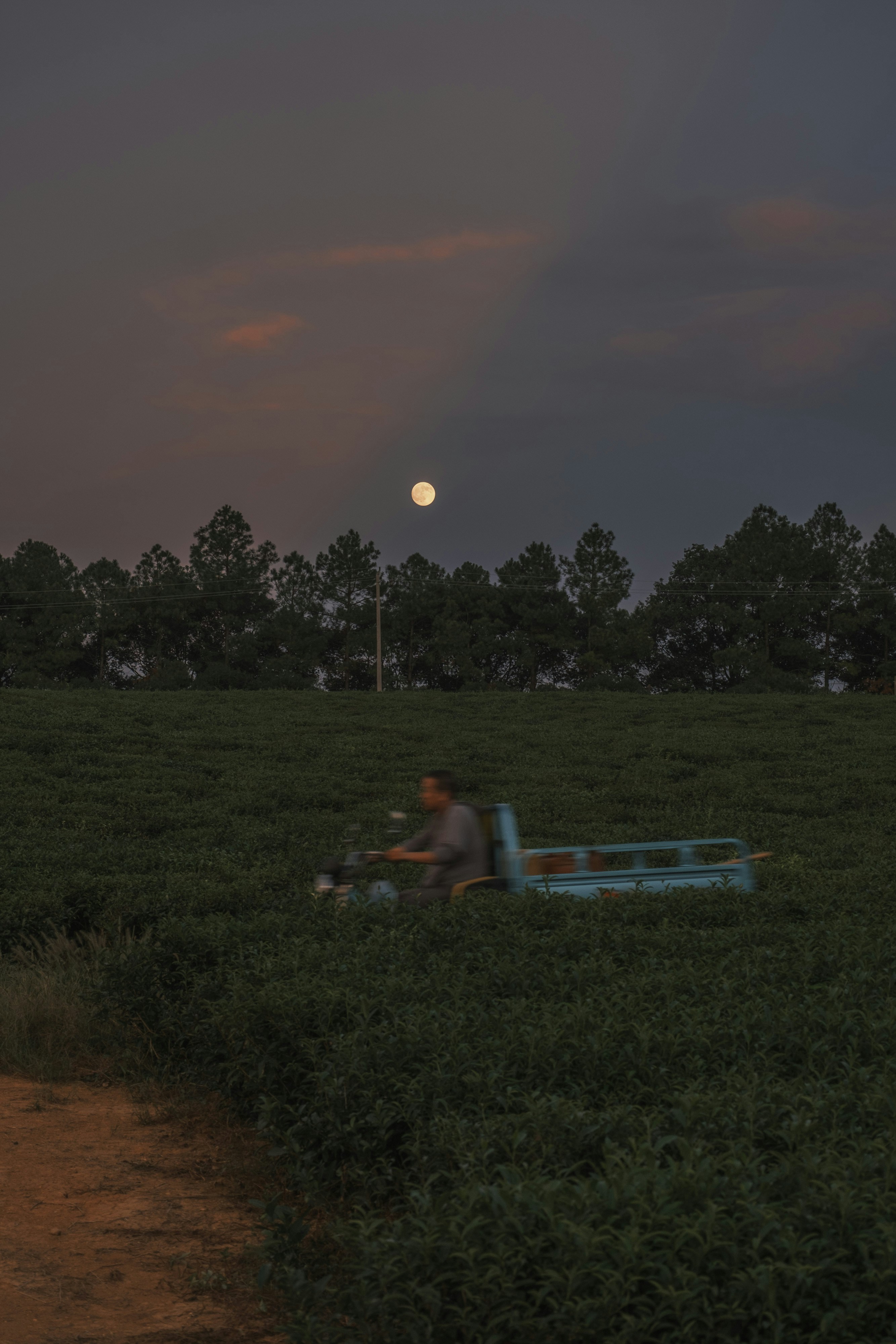 Moonlit Journey Through the Tea Fields