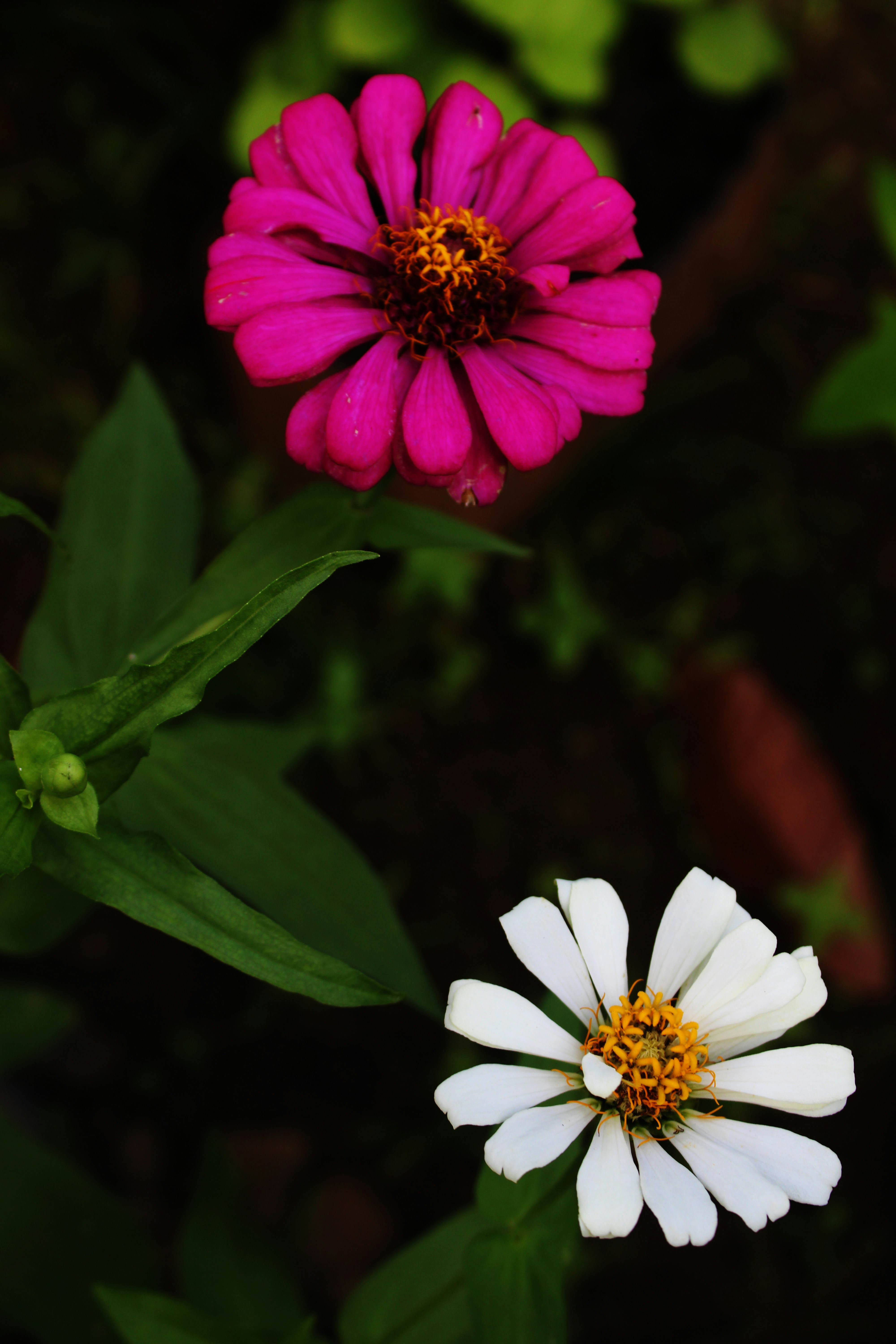 Harmony in Bloom: A Floral Duet