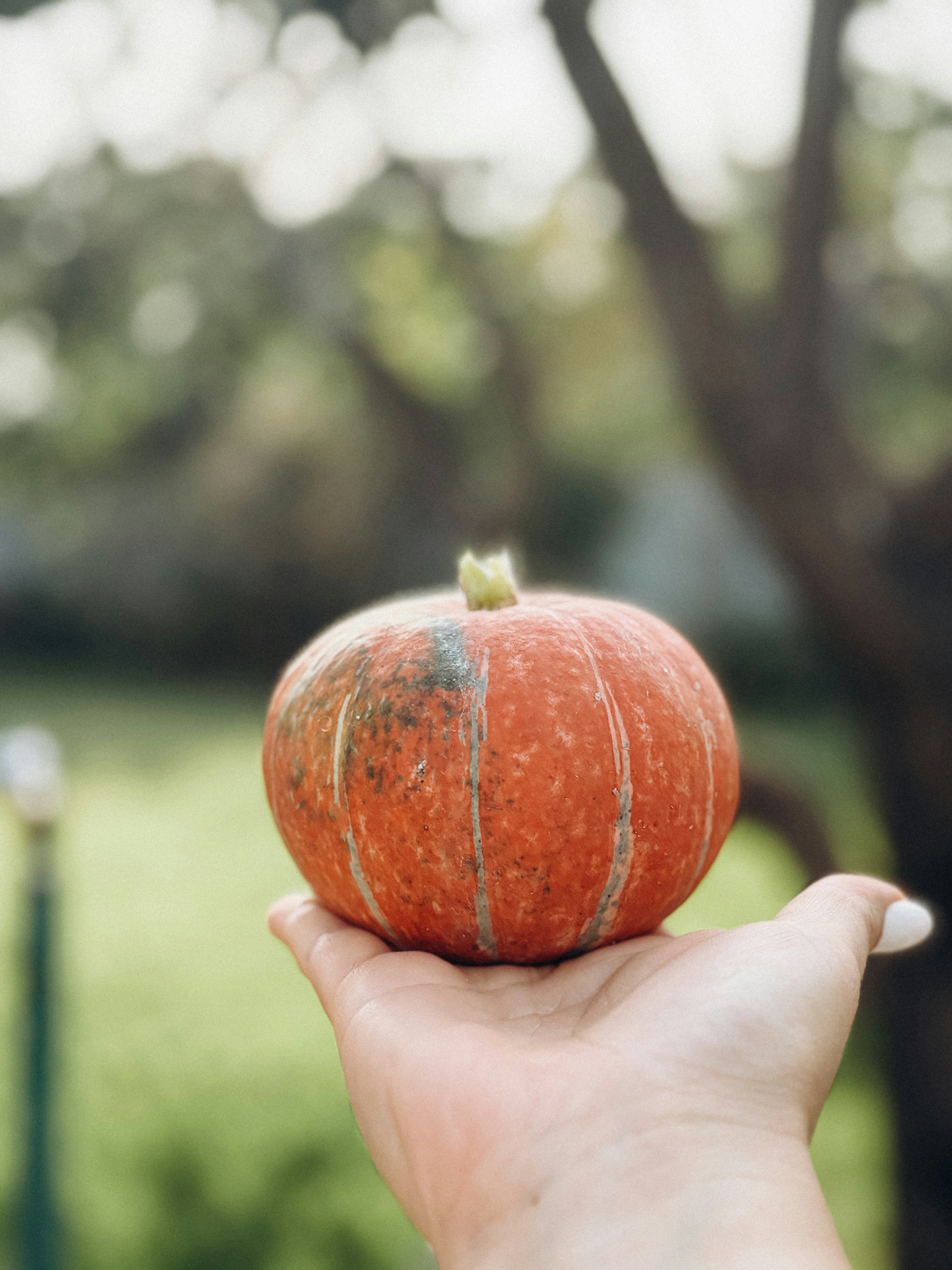 A hand cradles a vibrant pumpkin against a blurred green background, showcasing the essence of autumn's bounty.