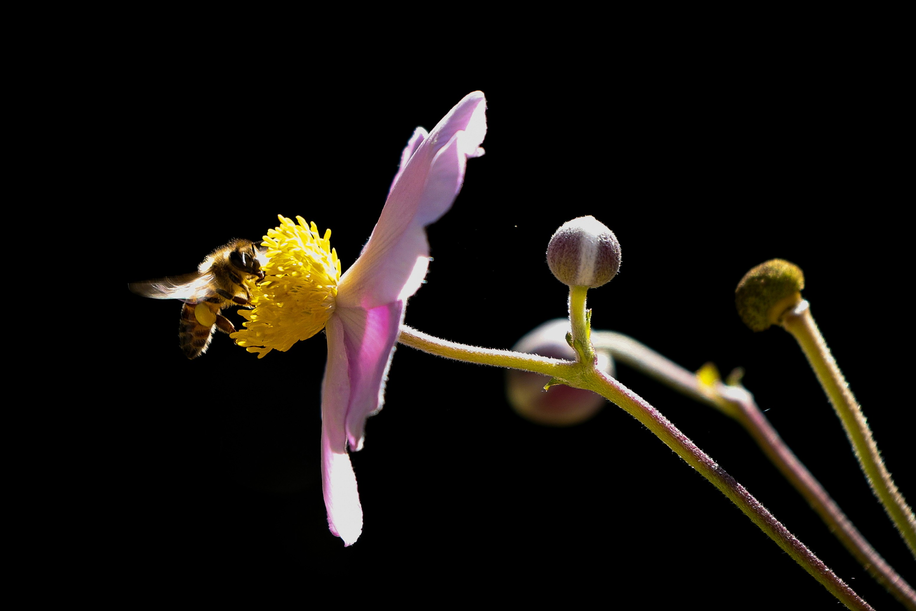 Abeille recueillant le pollen d’une fleur rose. photo – Image gratuite ...