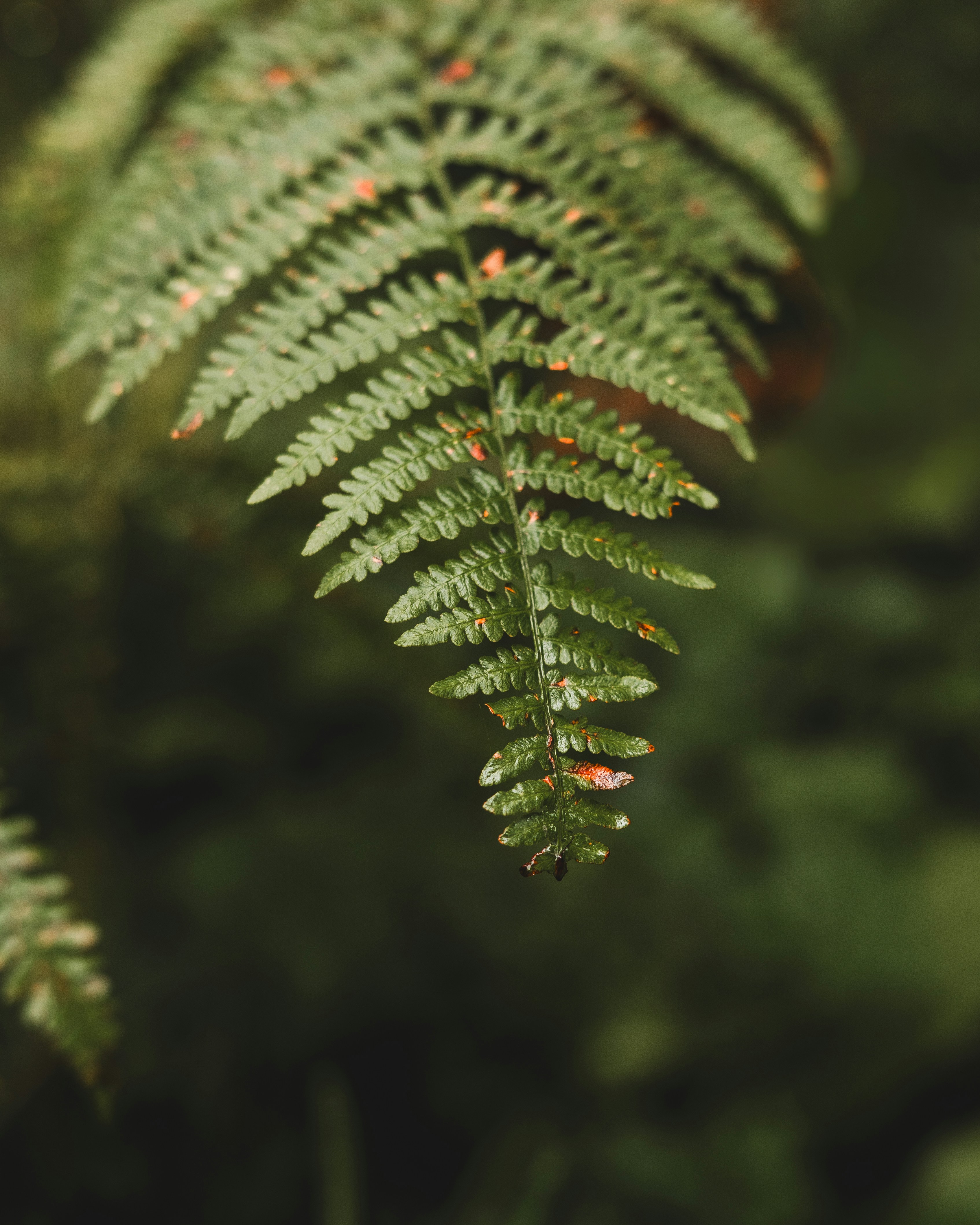 A close-up of a vibrant fern leaf showcasing intricate details and textures against a blurred green backdrop.