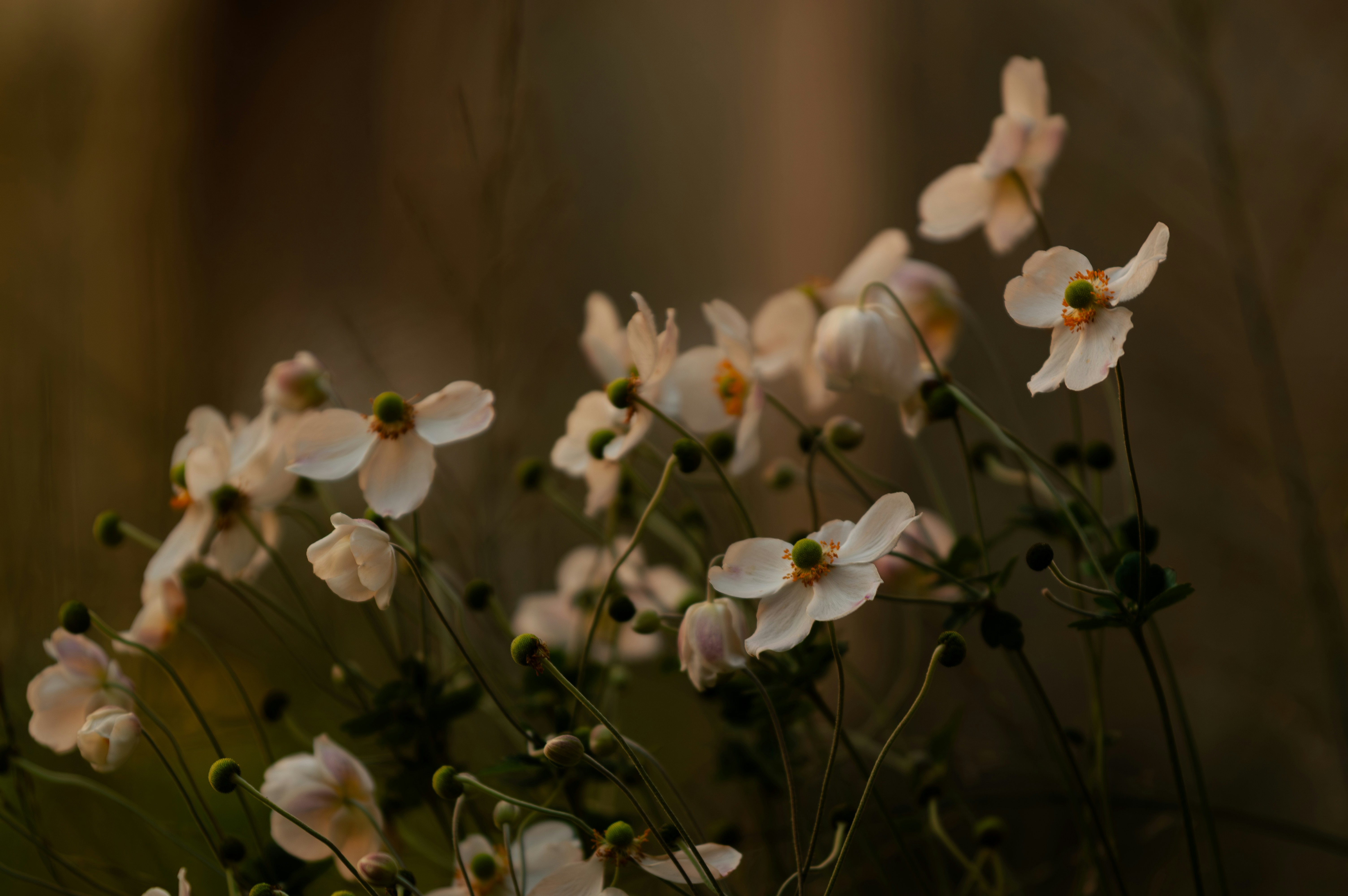 Delicate white flowers with soft yellow centers sway gently in the twilight, surrounded by muted greenery. The scene evokes a serene and tranquil atmosphere.