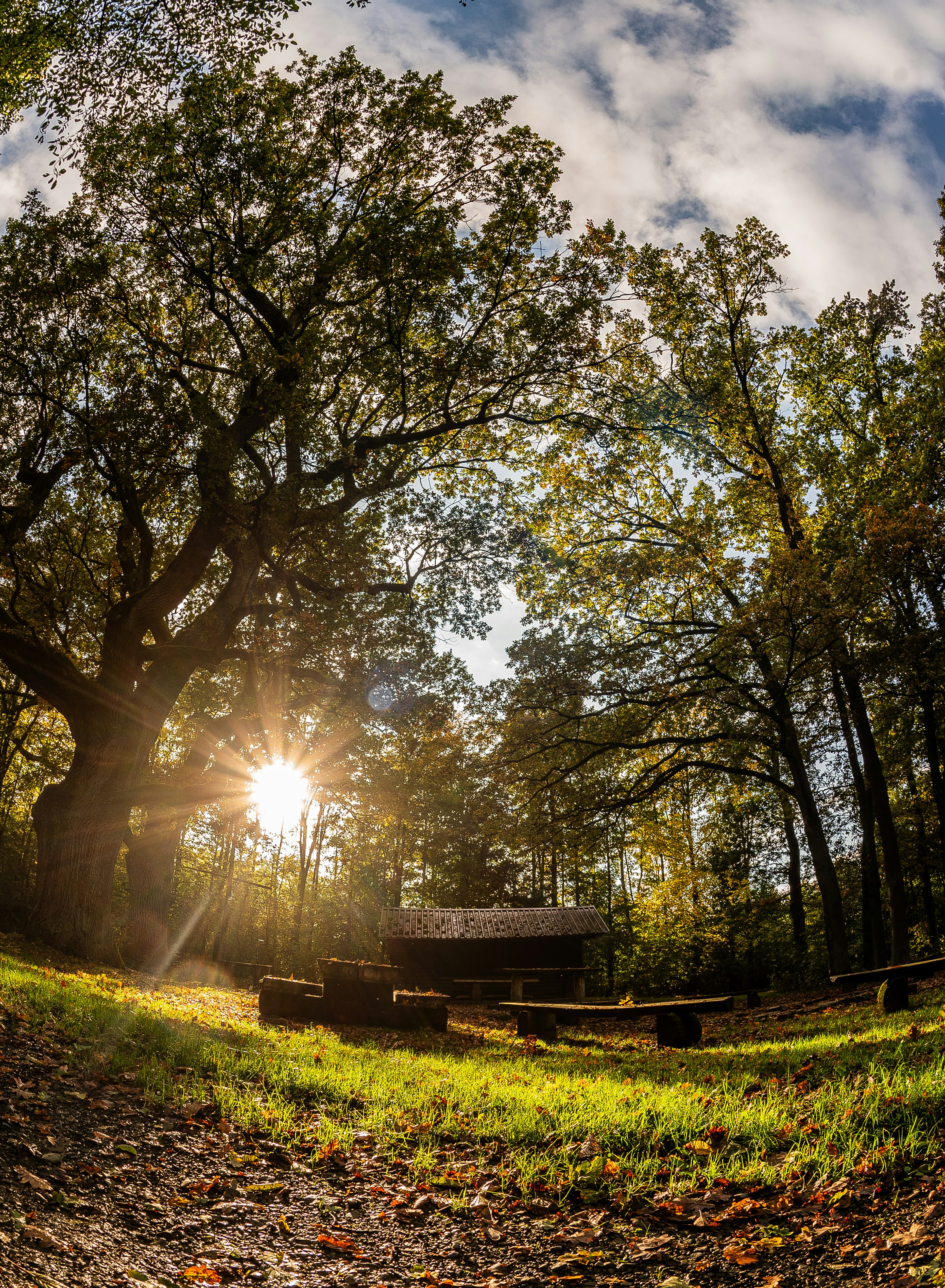 Sunlit Serenity Under the Canopy