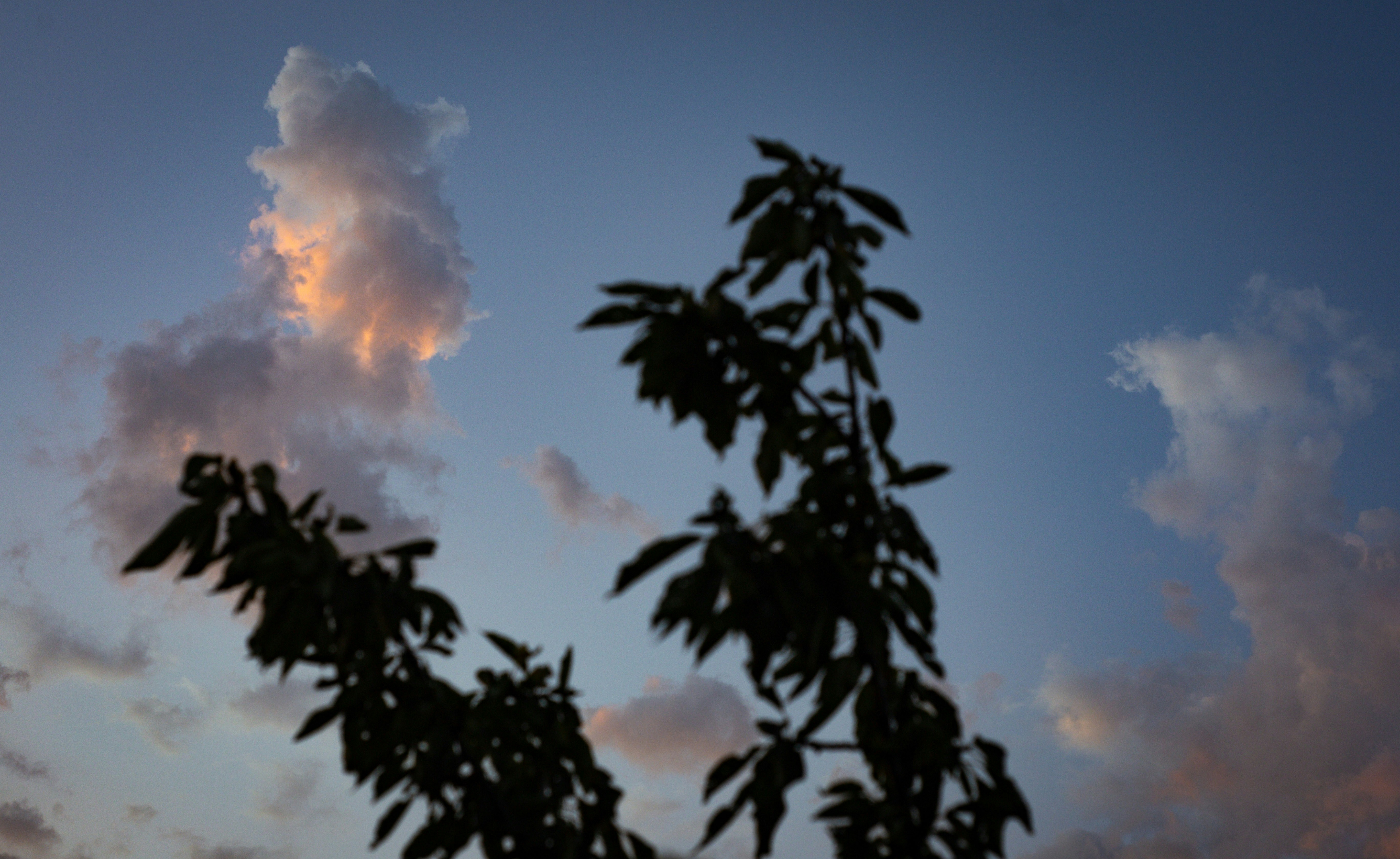 Whispers of Twilight: Nature's Canvas