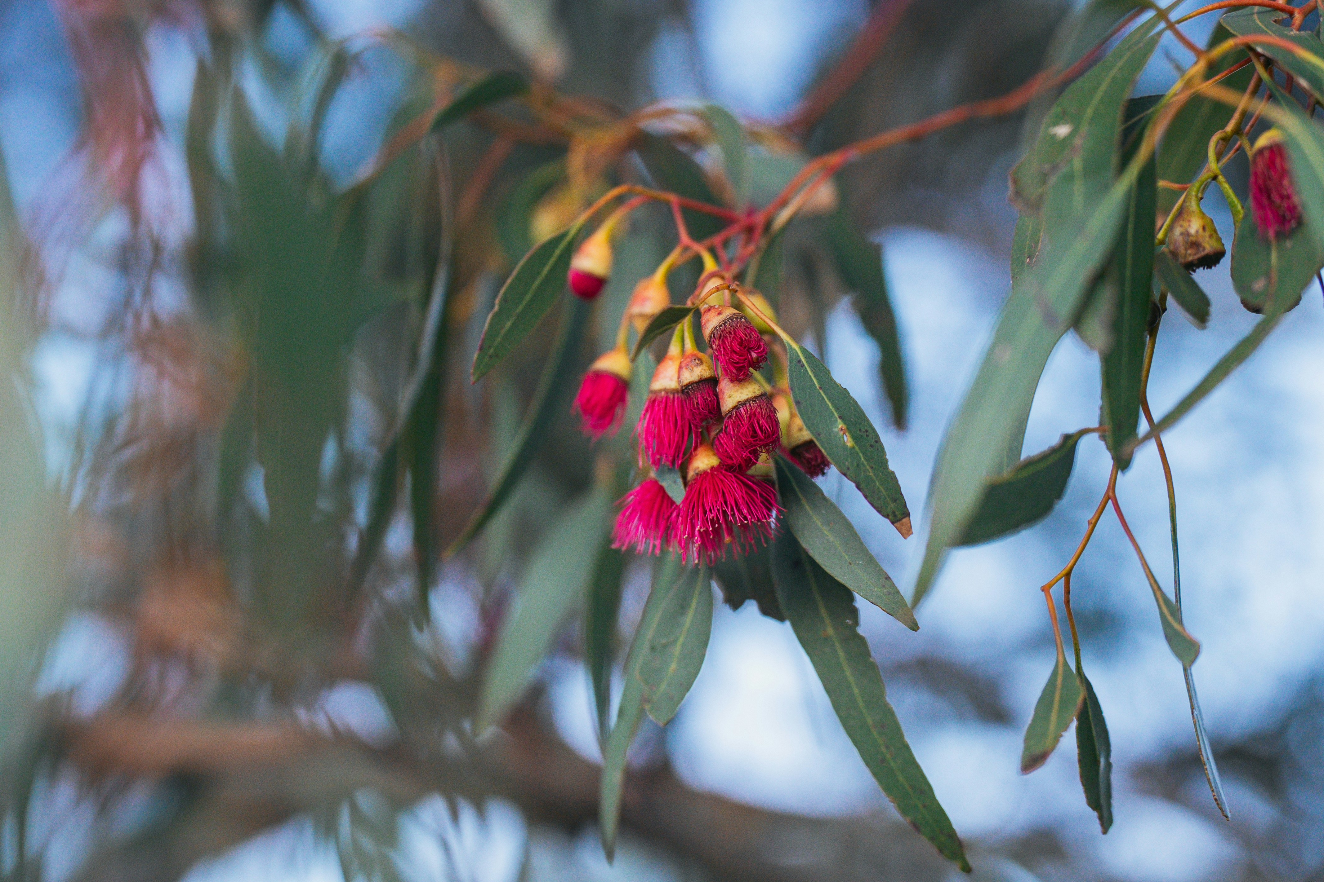 Crimson Bottlebrush Clusters in a Soft-Backlit Blur