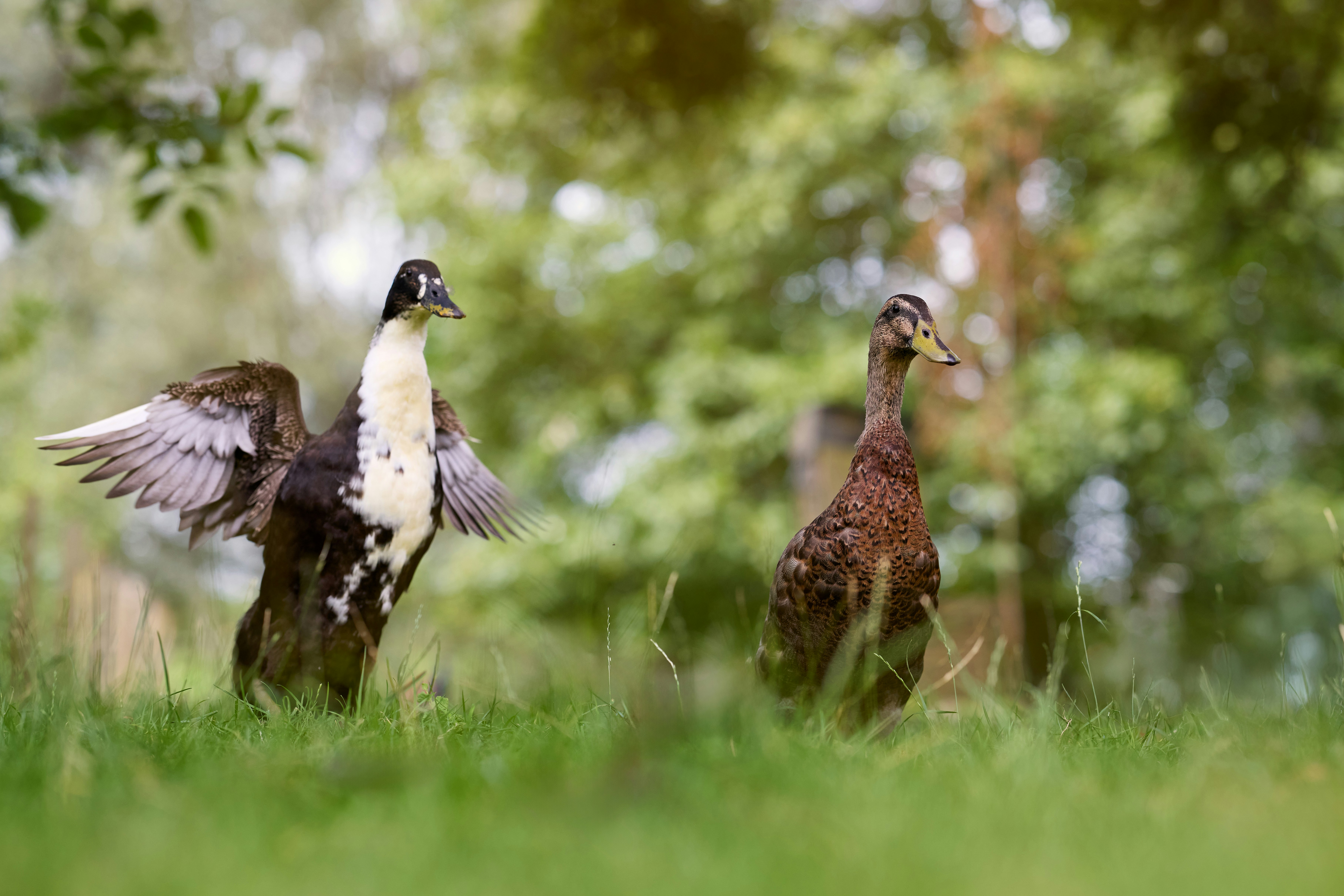 Feathers in Motion: A Dance of Ducks