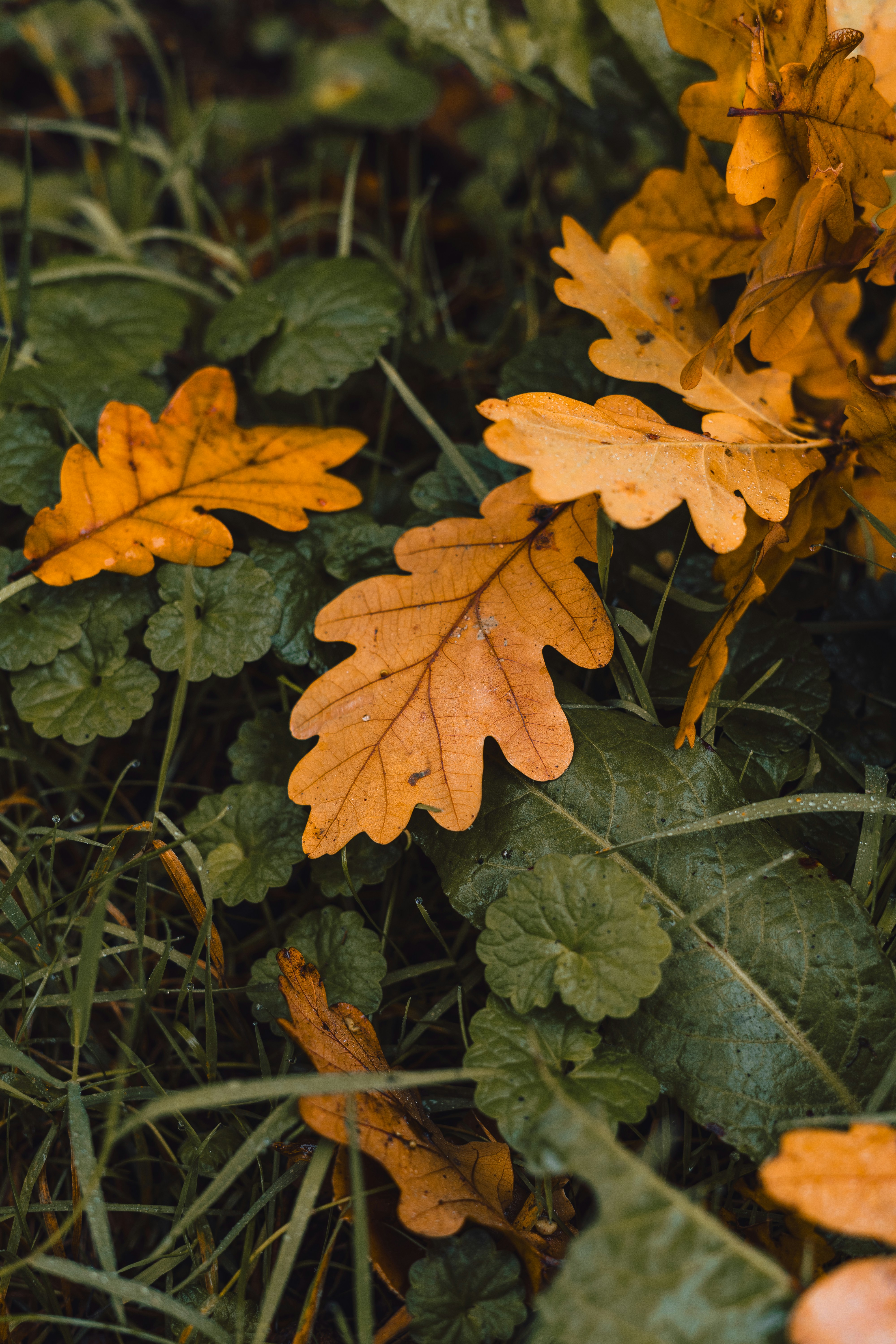 Photo by Ingmar with Sony Alpha 7 III