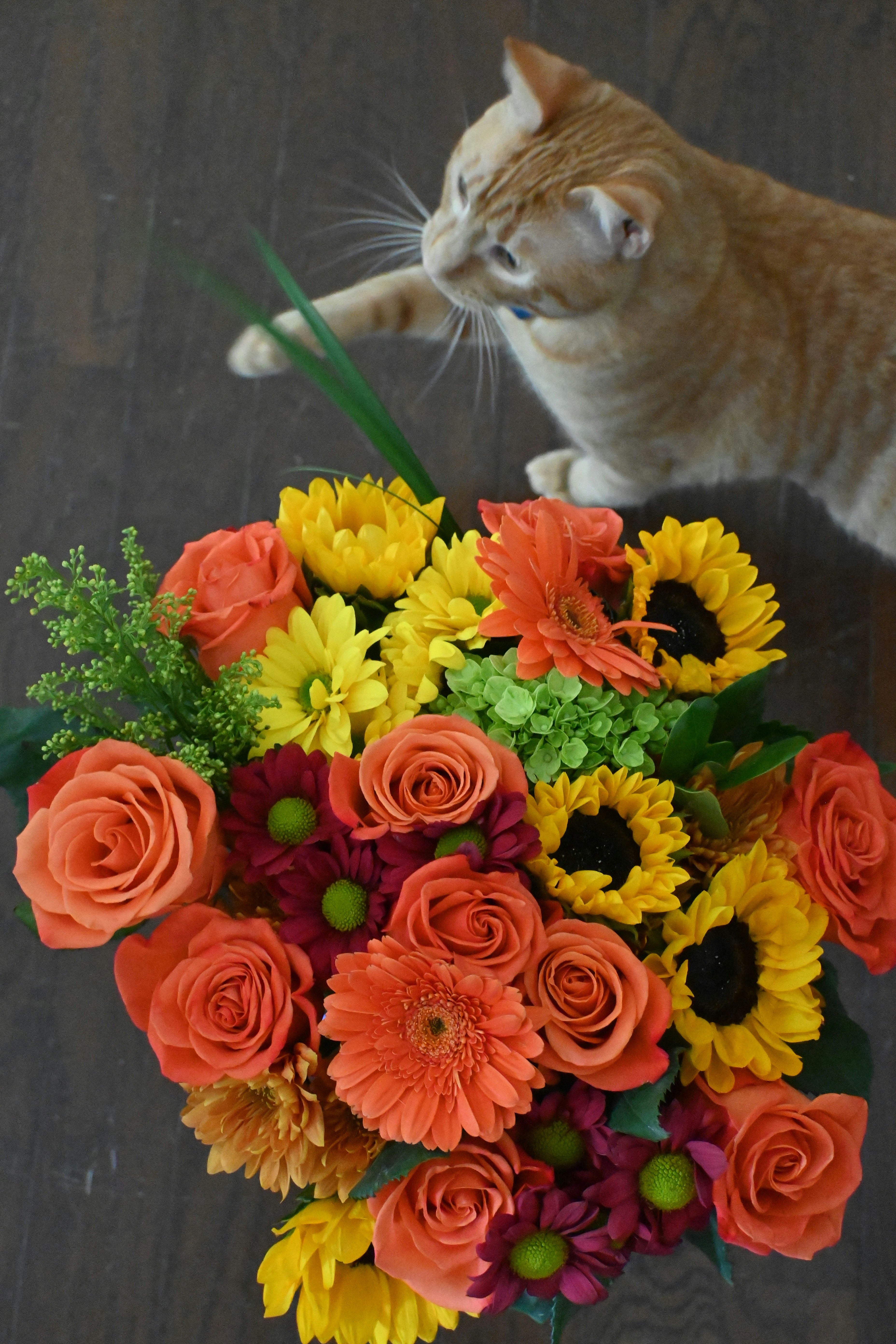 Whiskers and Blooms: A Feline's Floral Adventure