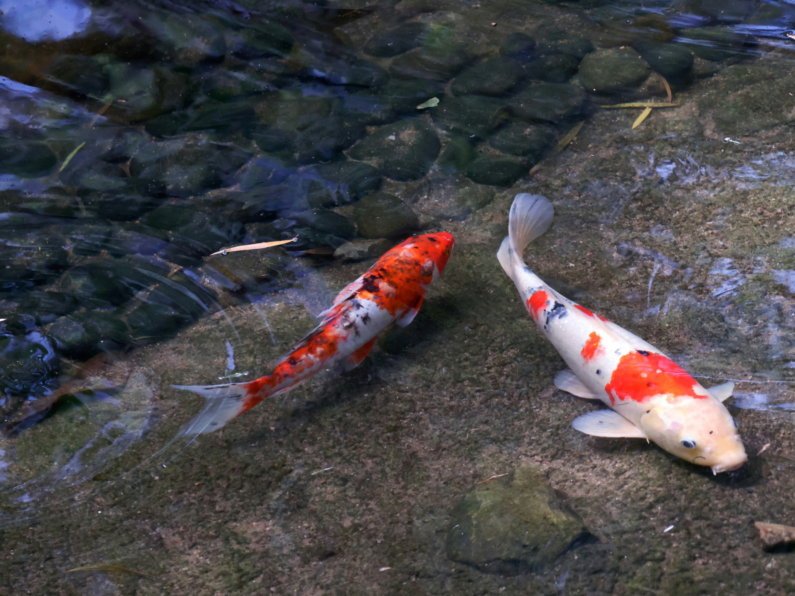 Crimson and Pearl: Duel Koi Roaming a Shaded Pond