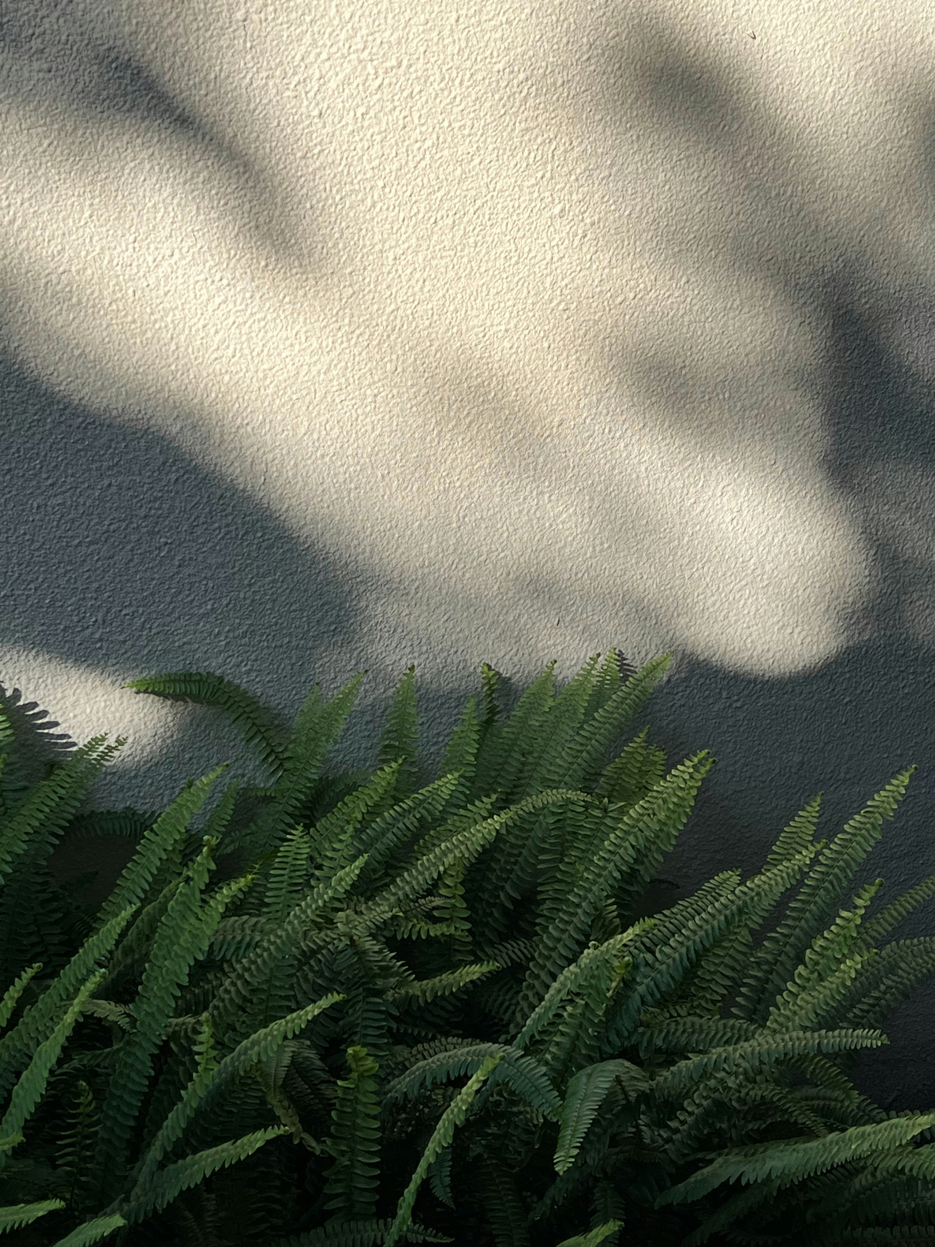 Shadowed Texture Over Fern Fronds: A Sunlit Wall Study