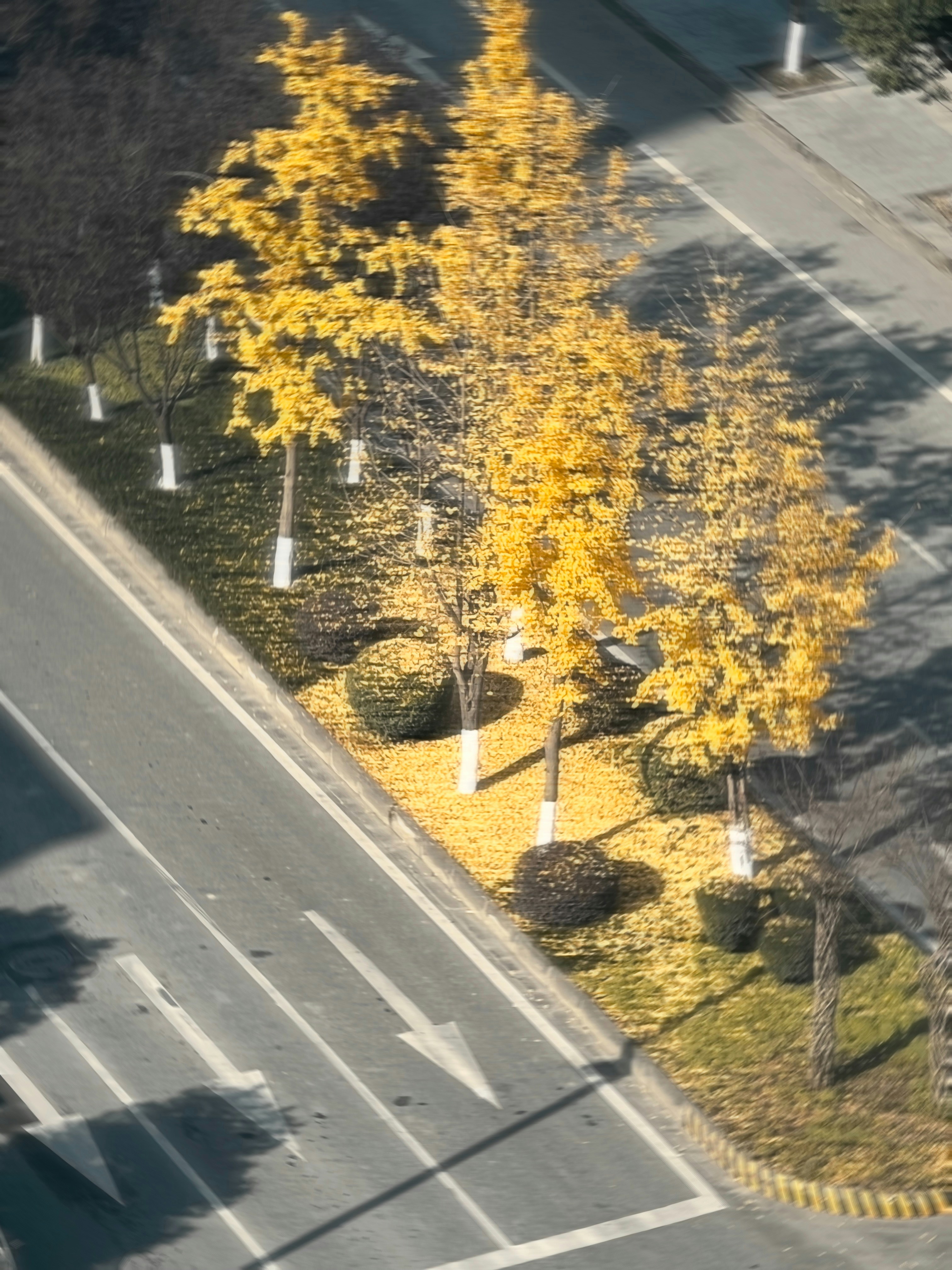 Gold-Tipped Rows: An Aerial Street Scene of Autumn Trees