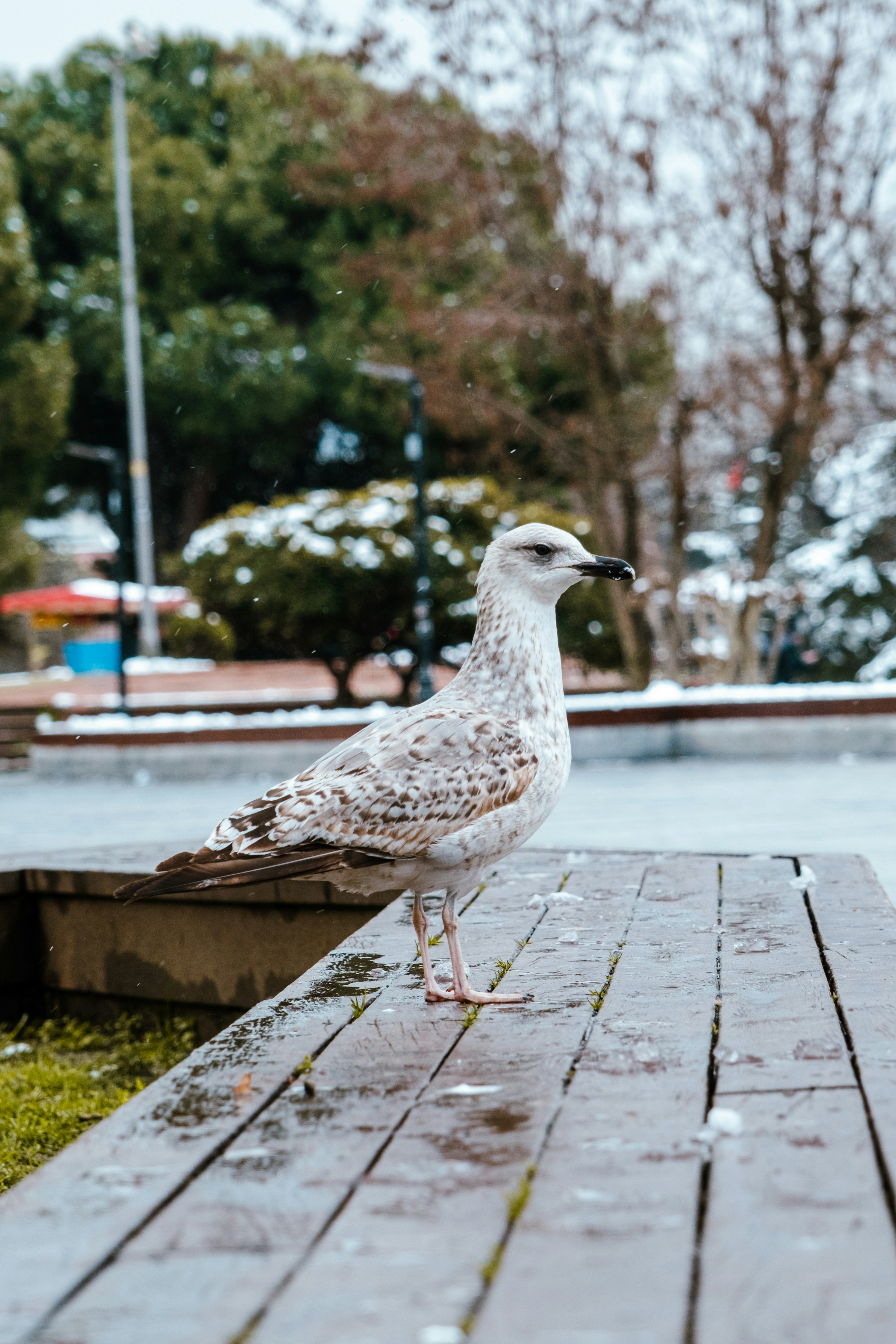 A Seagull's Vigil: Nature's Watcher by the Water