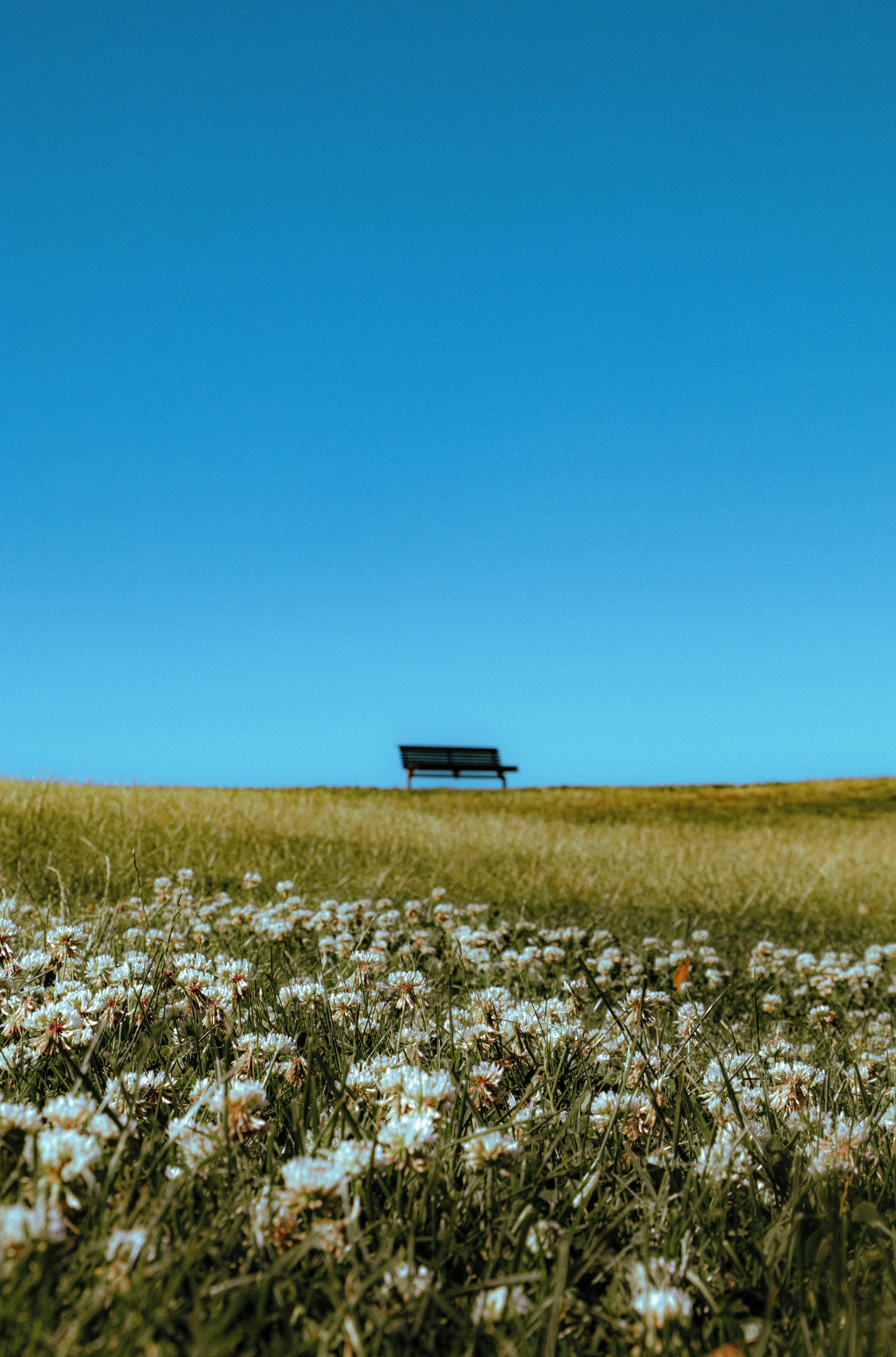 Solitude Amidst Nature's Canvas