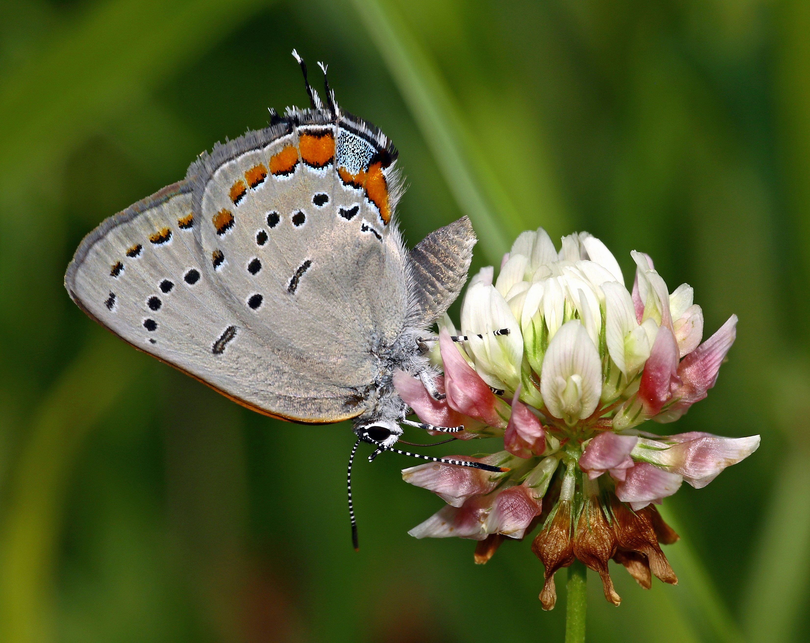 A delicate butterfly perched on a clover flower, showcasing intricate wing patterns and vibrant colors against a lush green backdrop.
