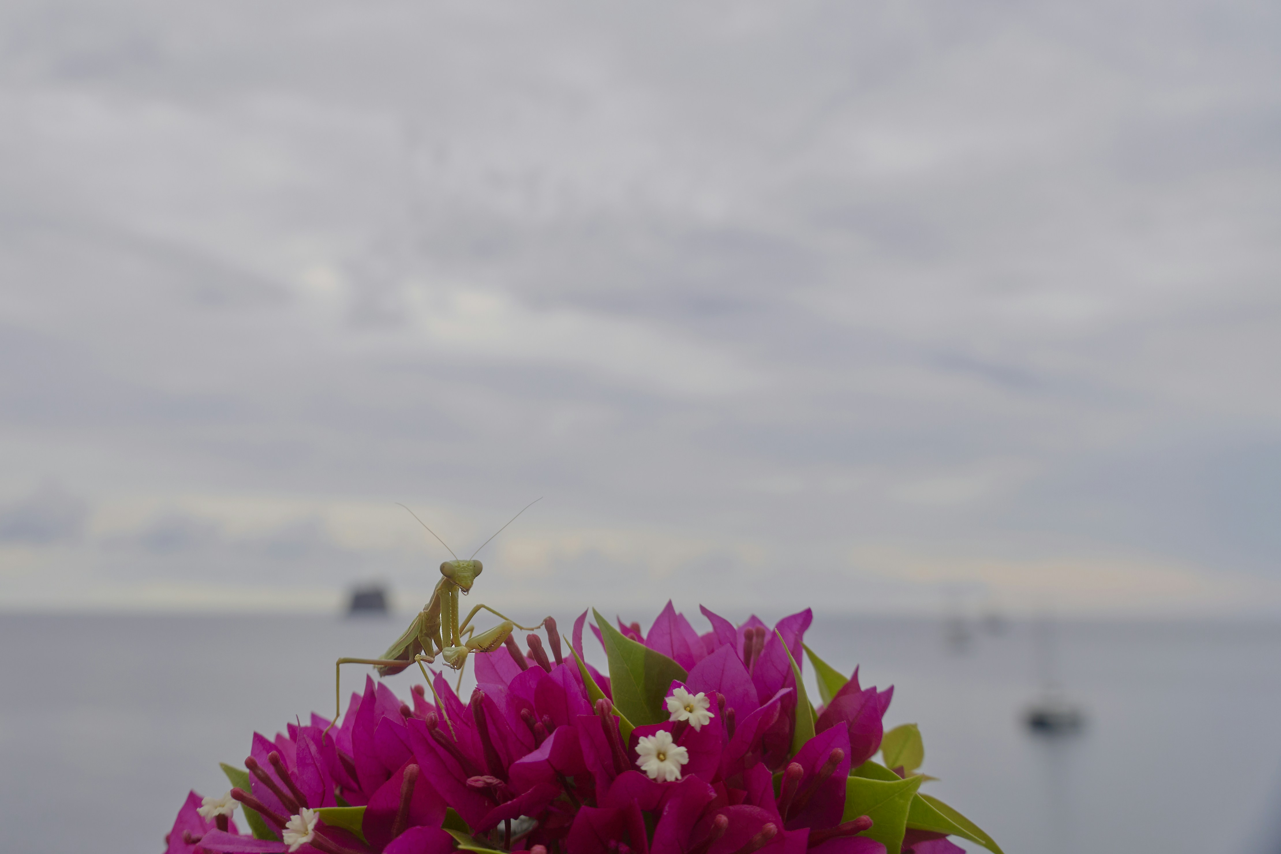 Nature's Observer Amidst Vibrant Blooms