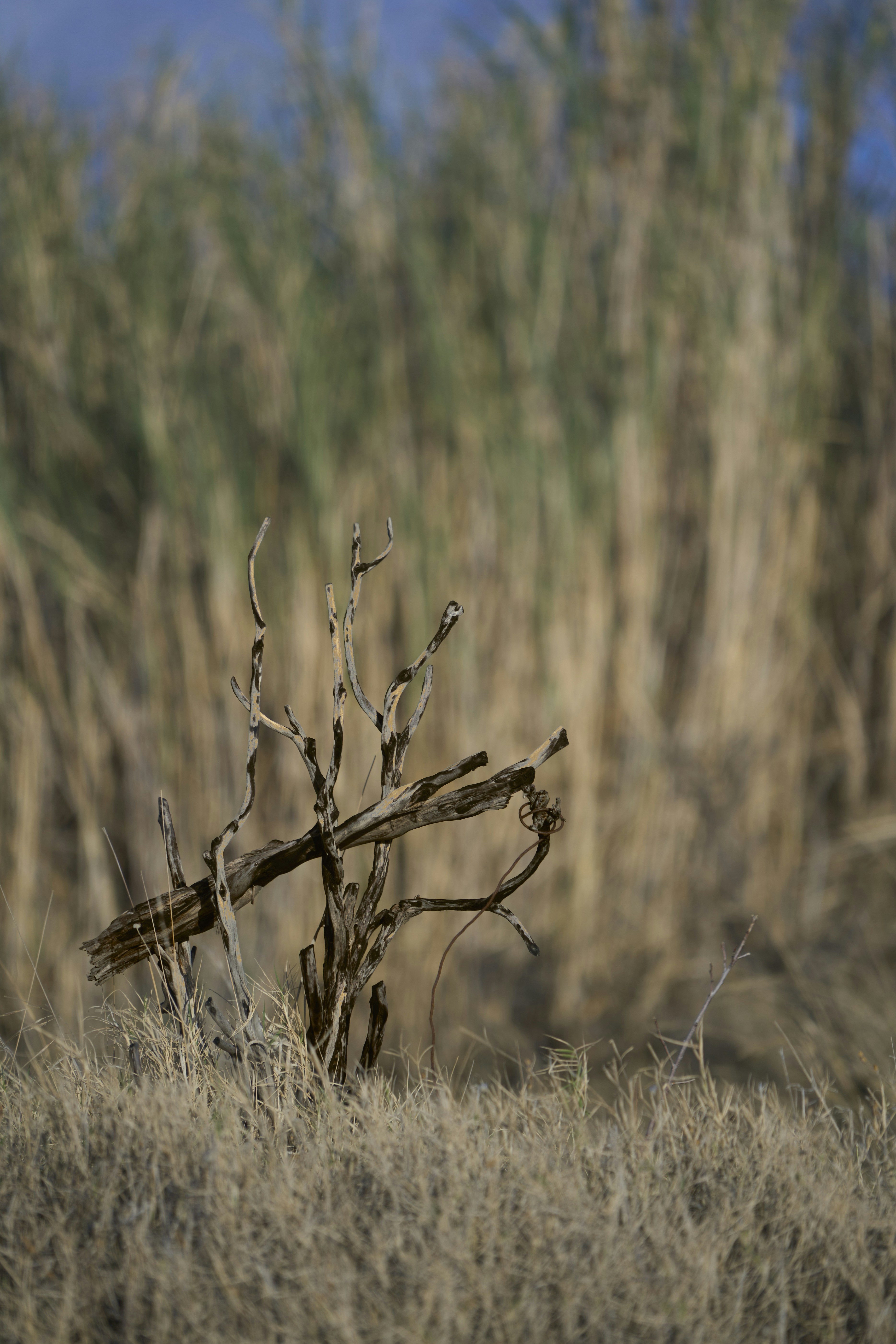 Dried branches in tall dry grass