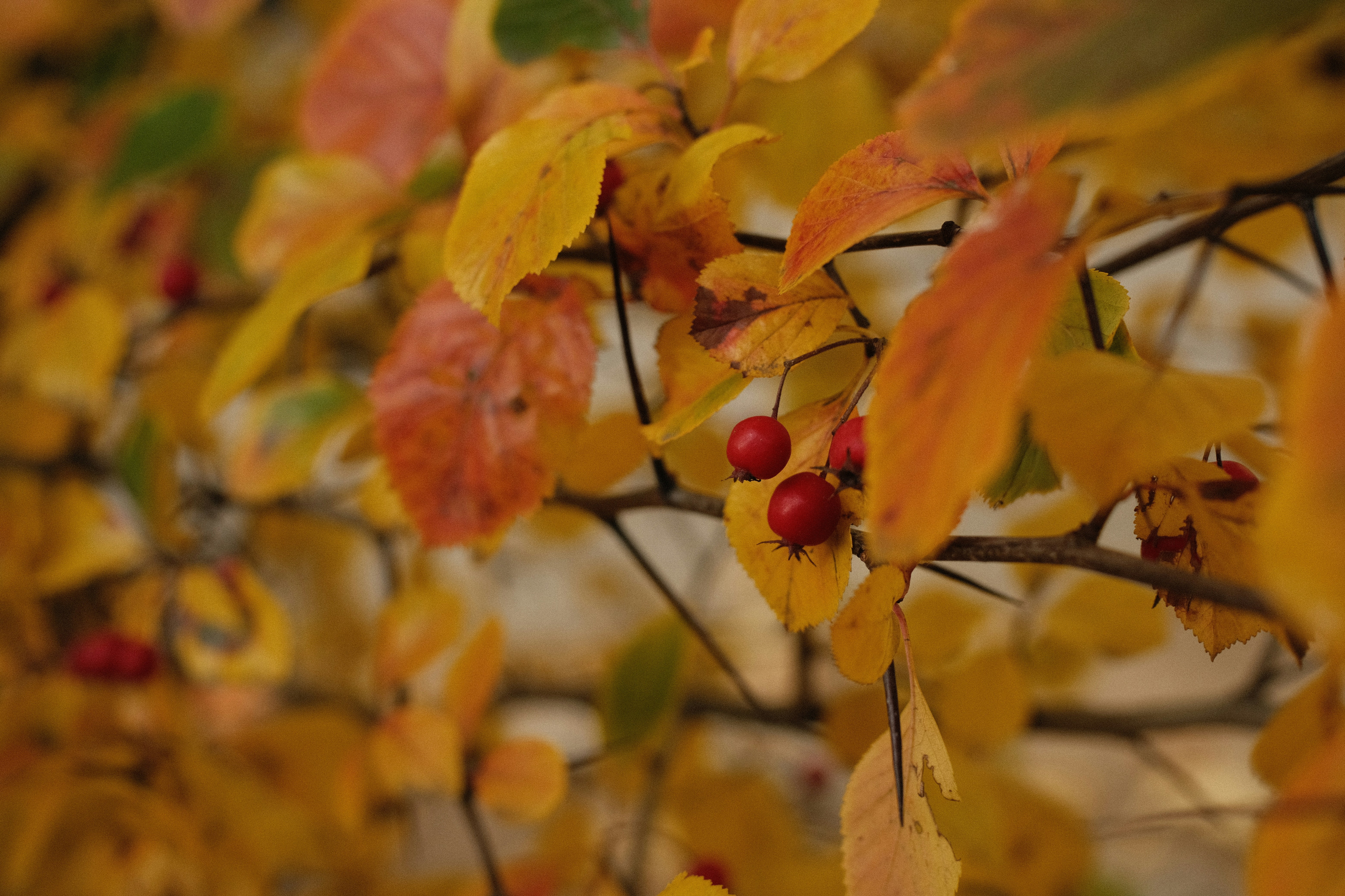 Autumn leaves and red berries on a branch