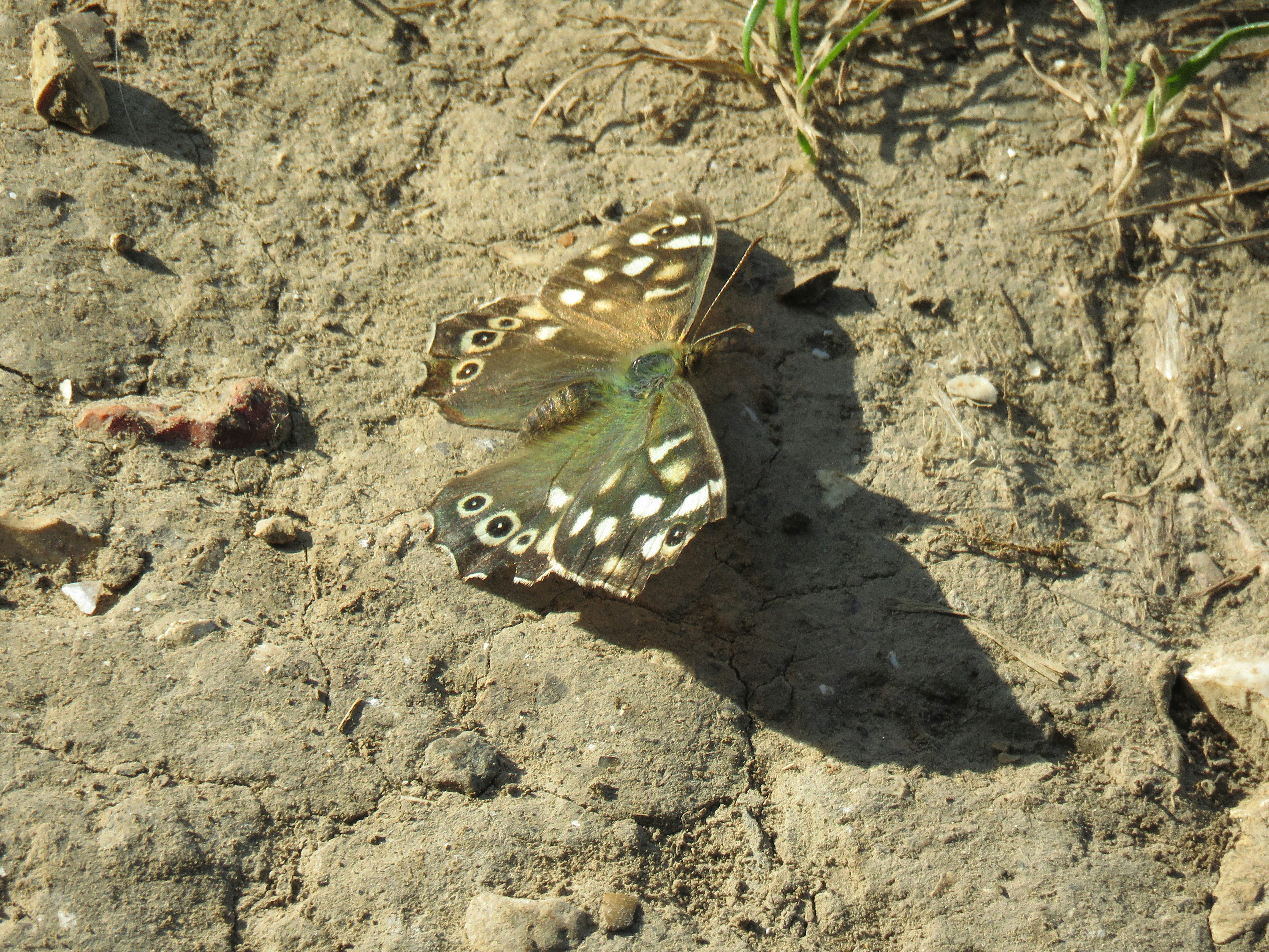 Delicate Dance of Nature's Artisan