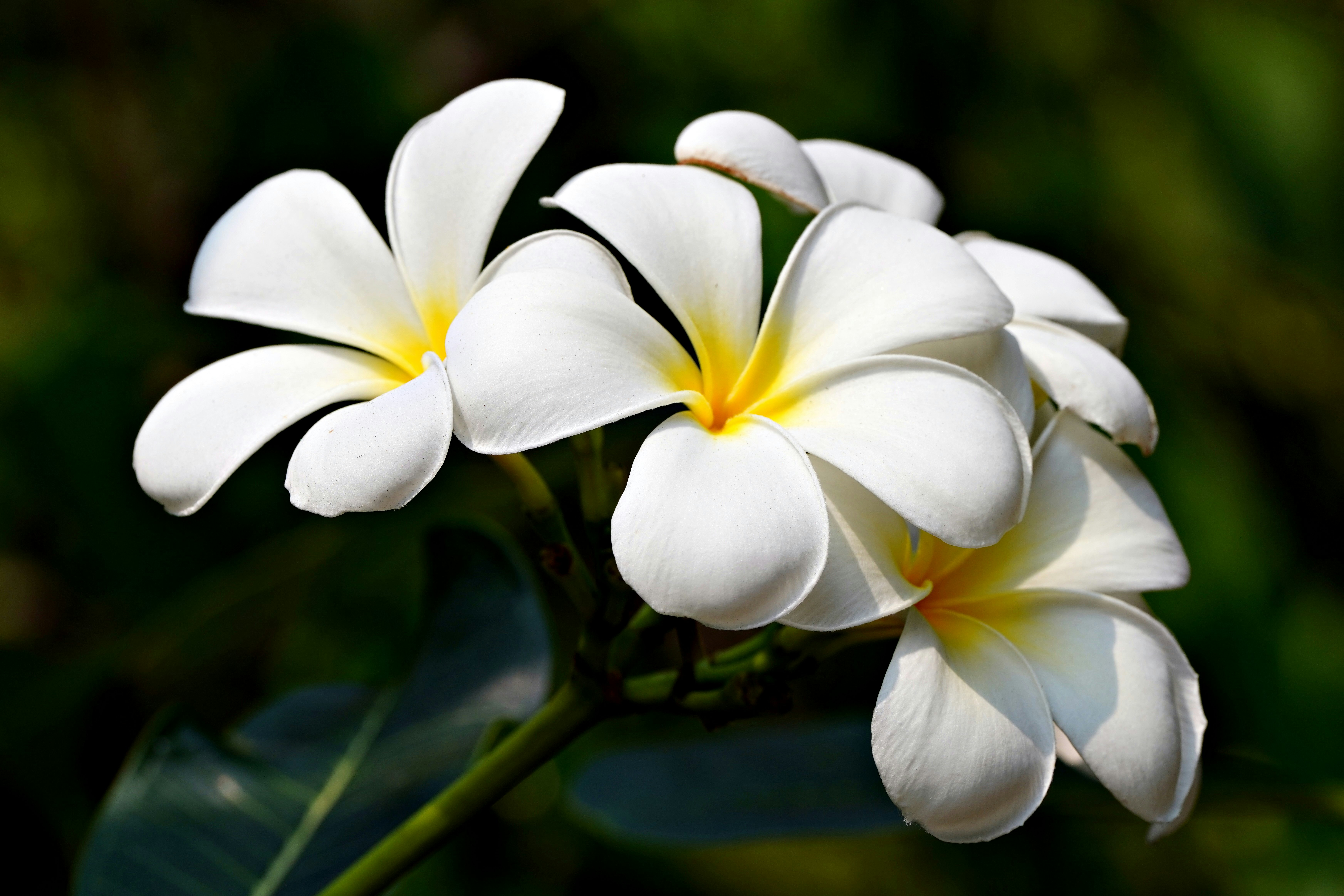 Three plumeria flowers with white petals and yellow centers, beautifully arranged against a blurred green background.