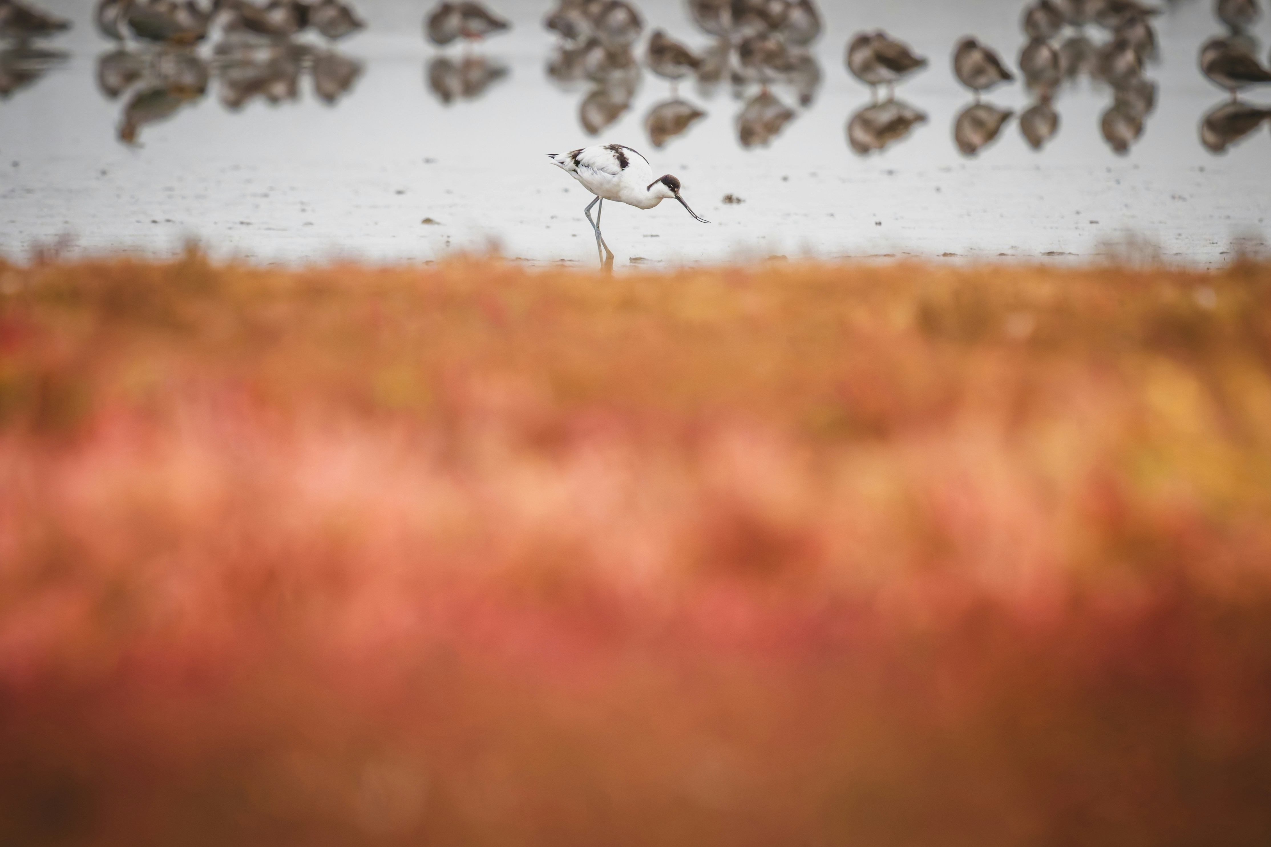 A solitary bird forages in a vibrant autumn landscape, framed by a backdrop of blurred foliage and distant waterfowl. 