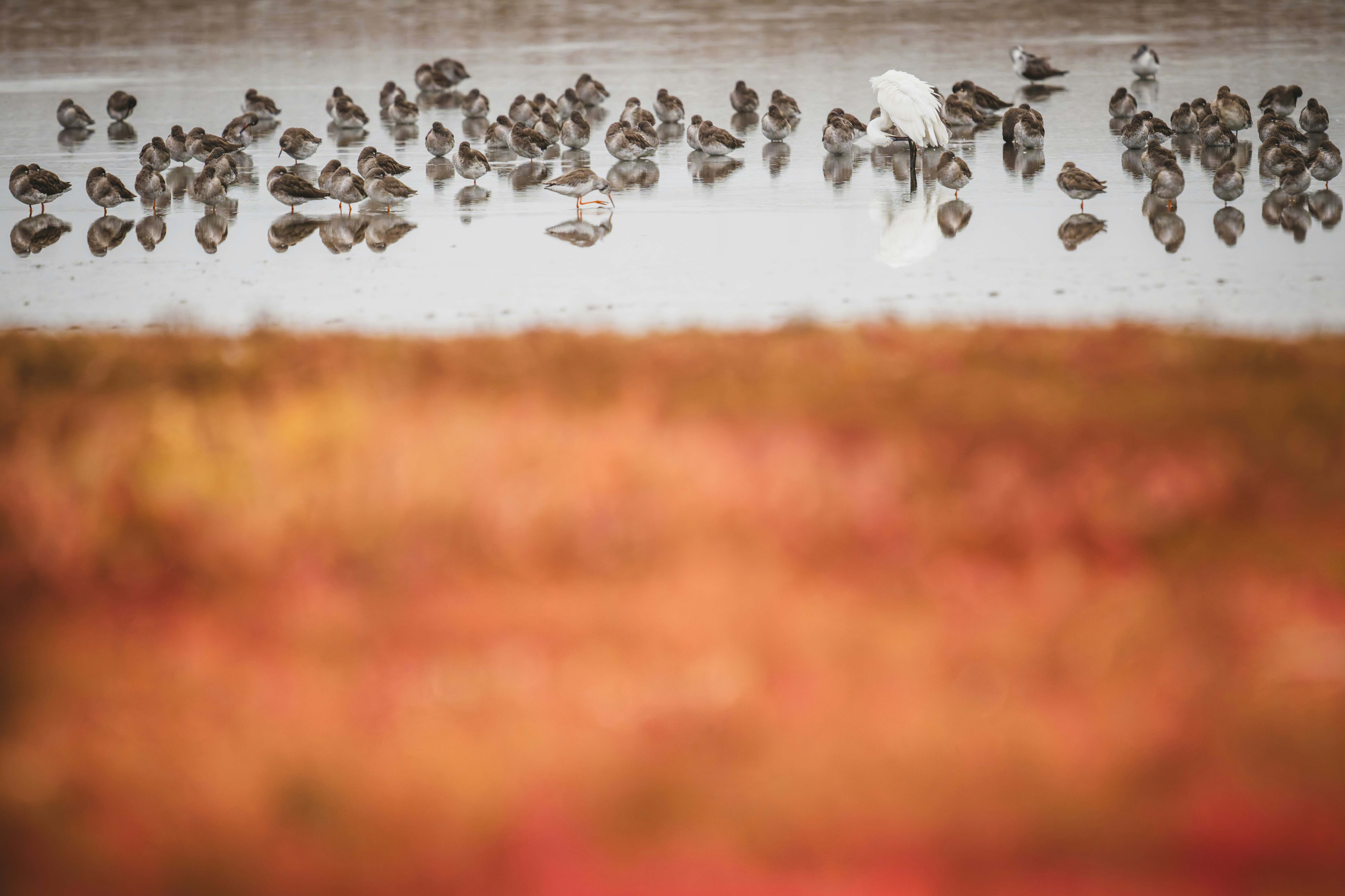 A flock of shorebirds congregates near the water's edge, with a solitary white heron standing among them. The vibrant autumn foliage in the foreground adds a warm contrast to the scene.