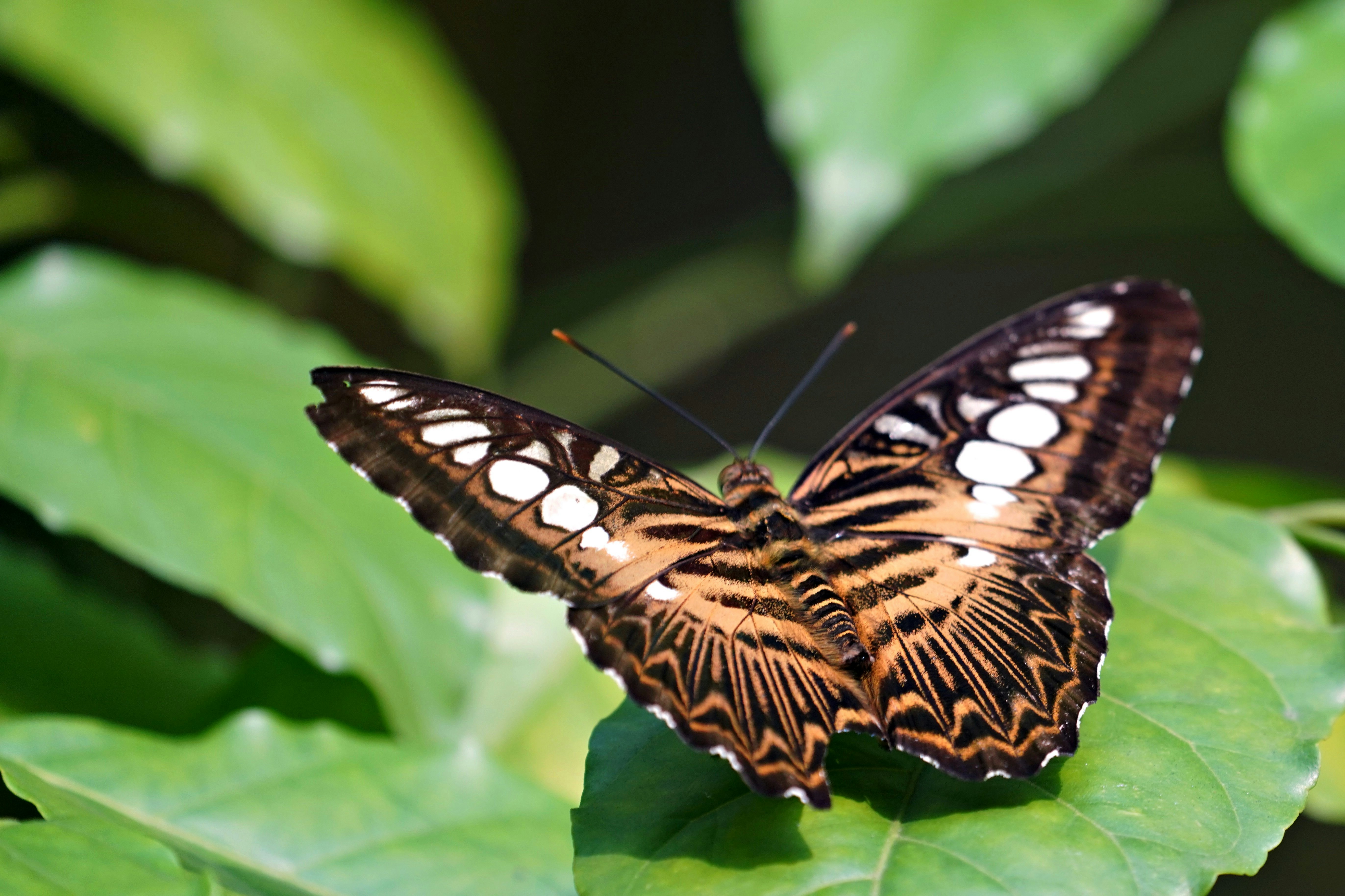 A butterfly perched gracefully on vibrant green leaves, showcasing its intricate wing patterns and colors.