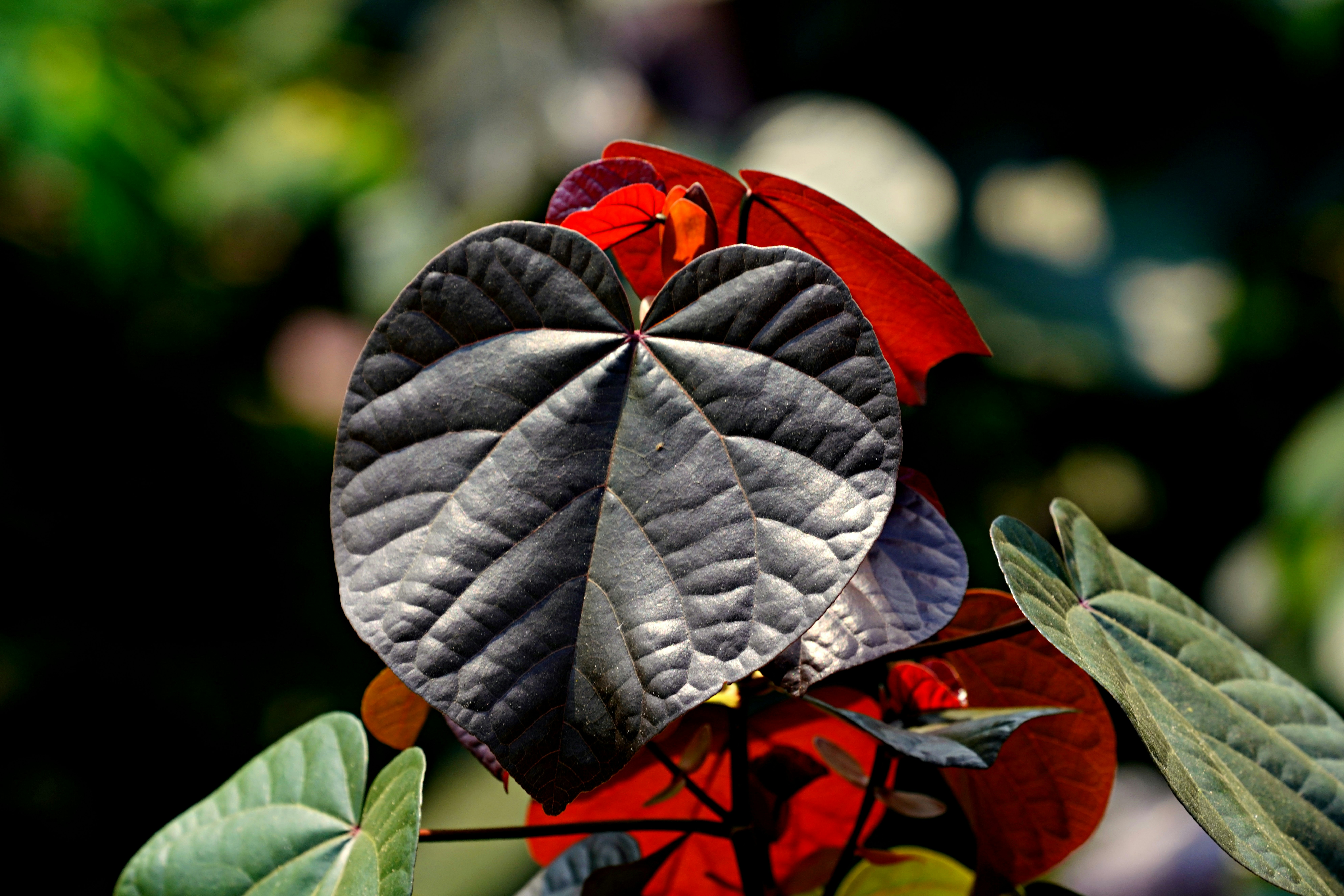 A close-up of a dark heart-shaped leaf.