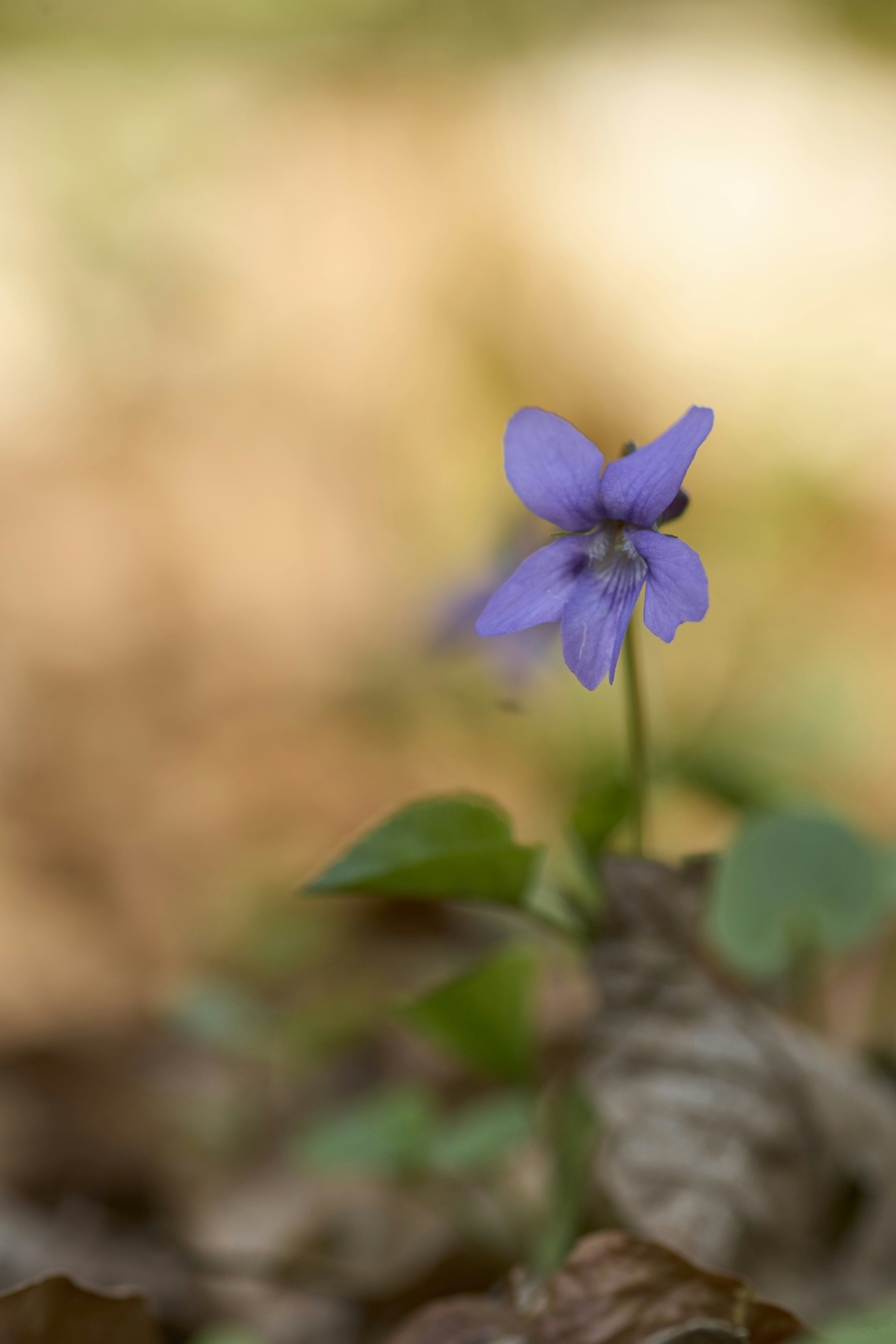 Delicate purple violet flower standing alone amidst soft, blurred foliage. The scene captures the essence of spring's renewal.