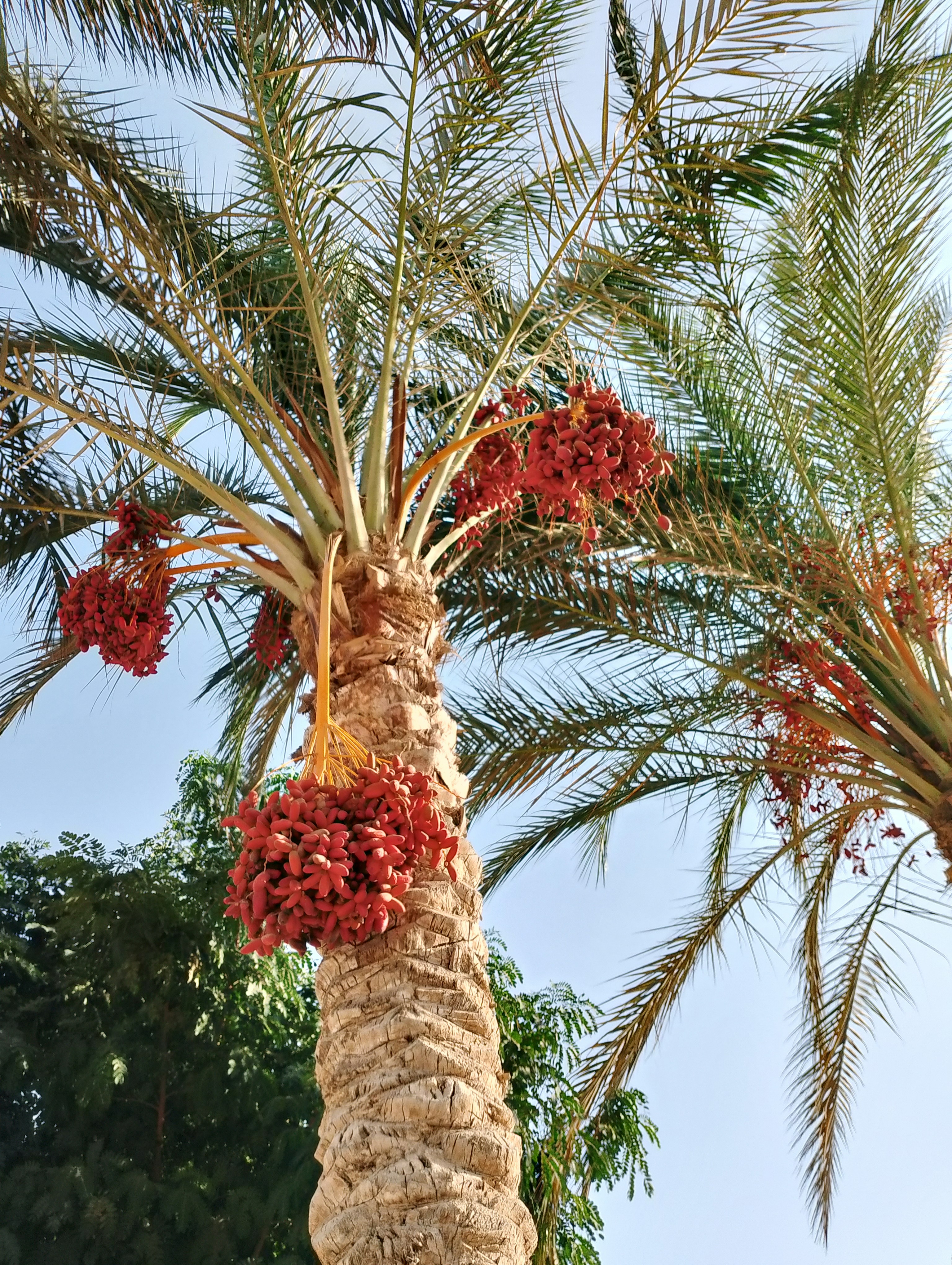 Palm tree with clusters of ripe red dates.
