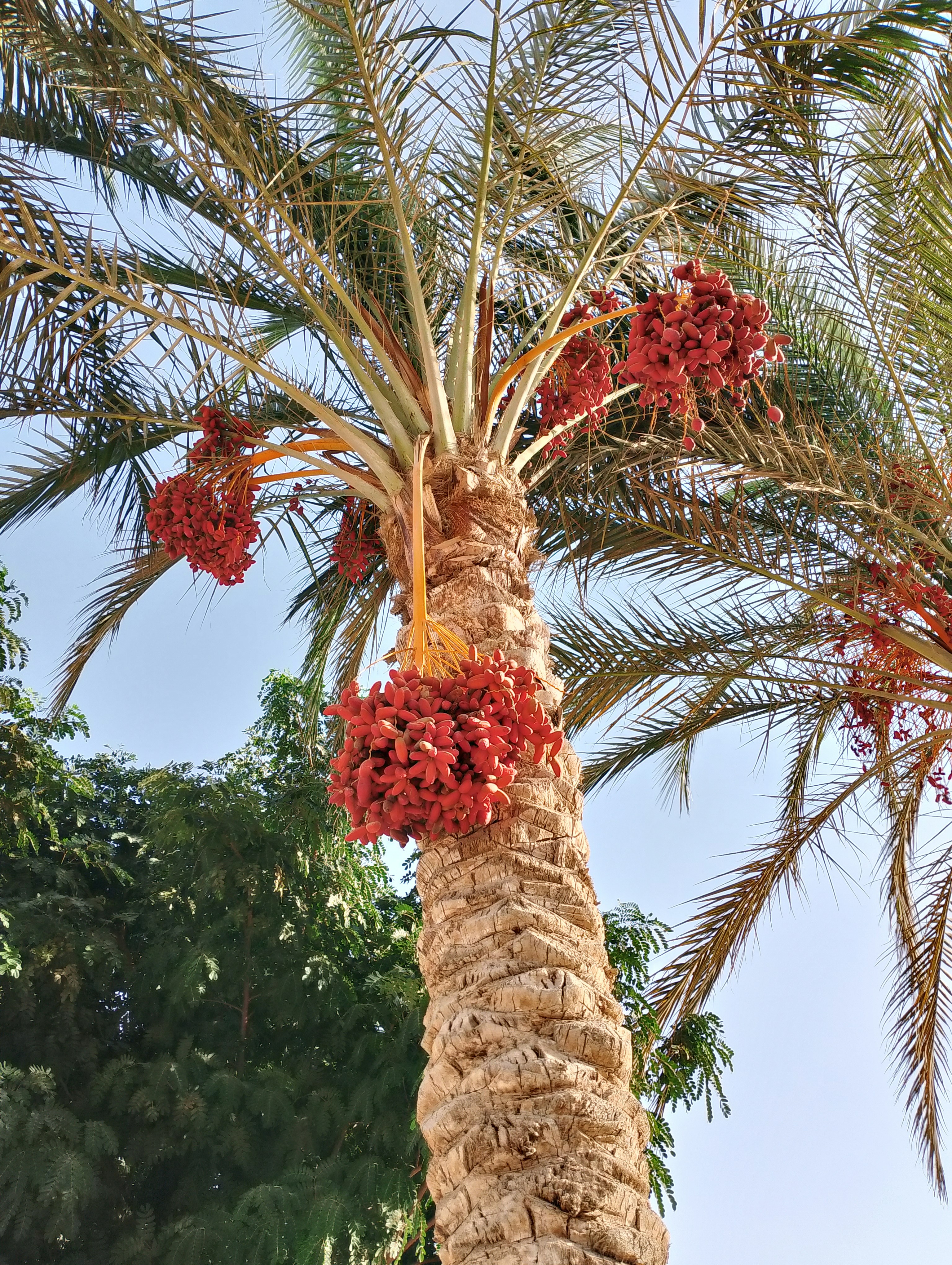 Ripe dates hang from a palm tree.