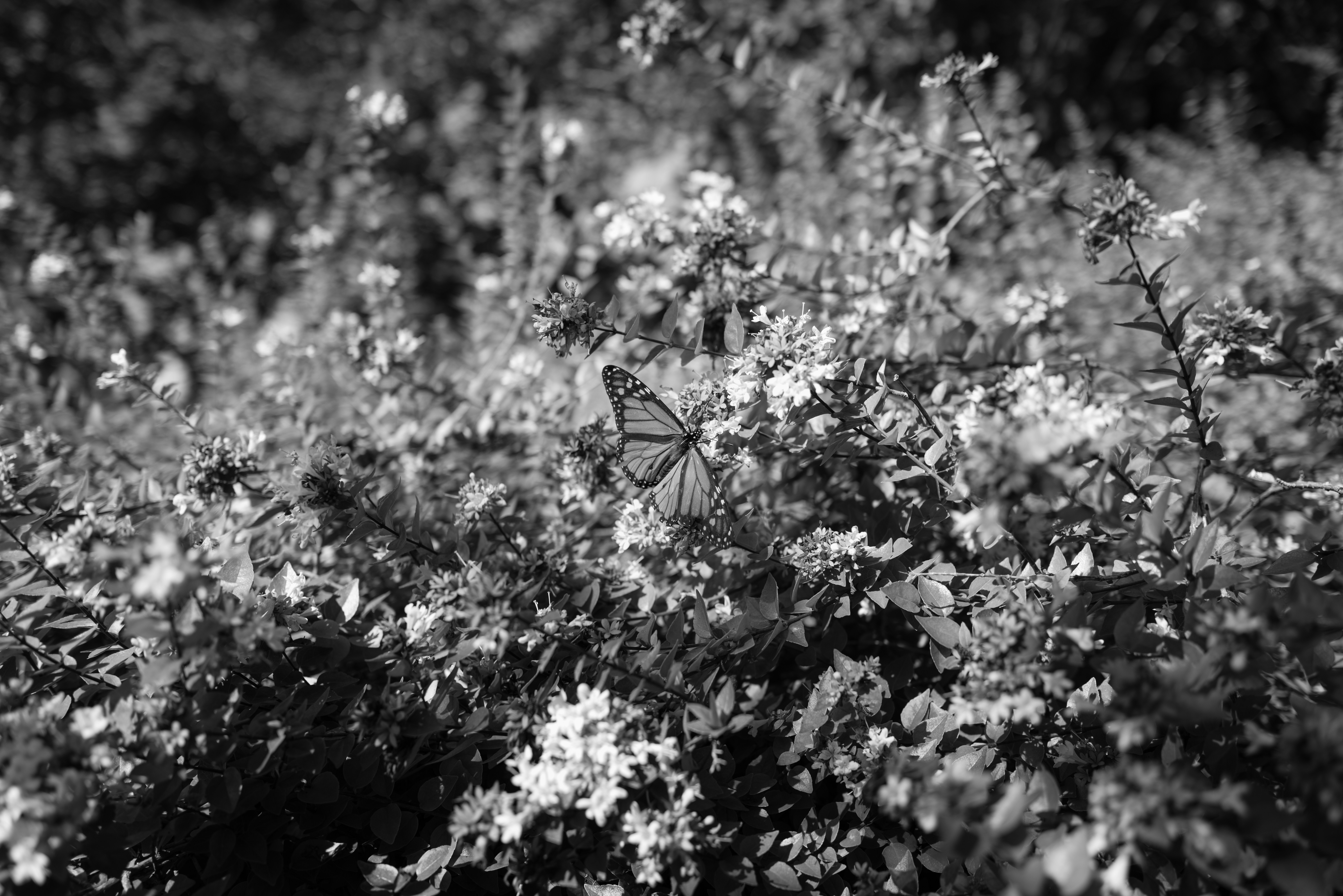 Monarch butterfly resting among delicate white flowers in a lush garden setting.