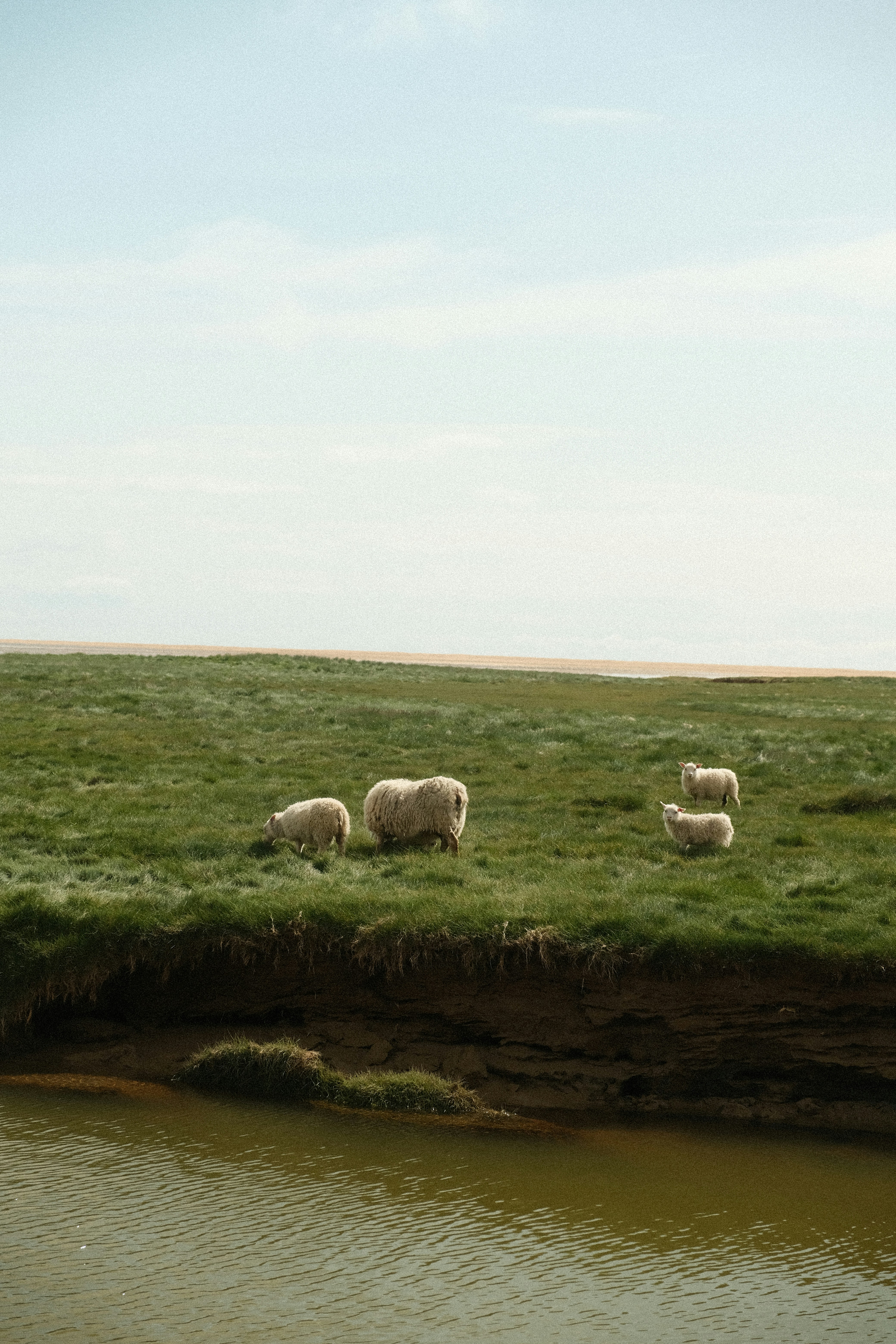 Grazing Serenity by the Water's Edge
