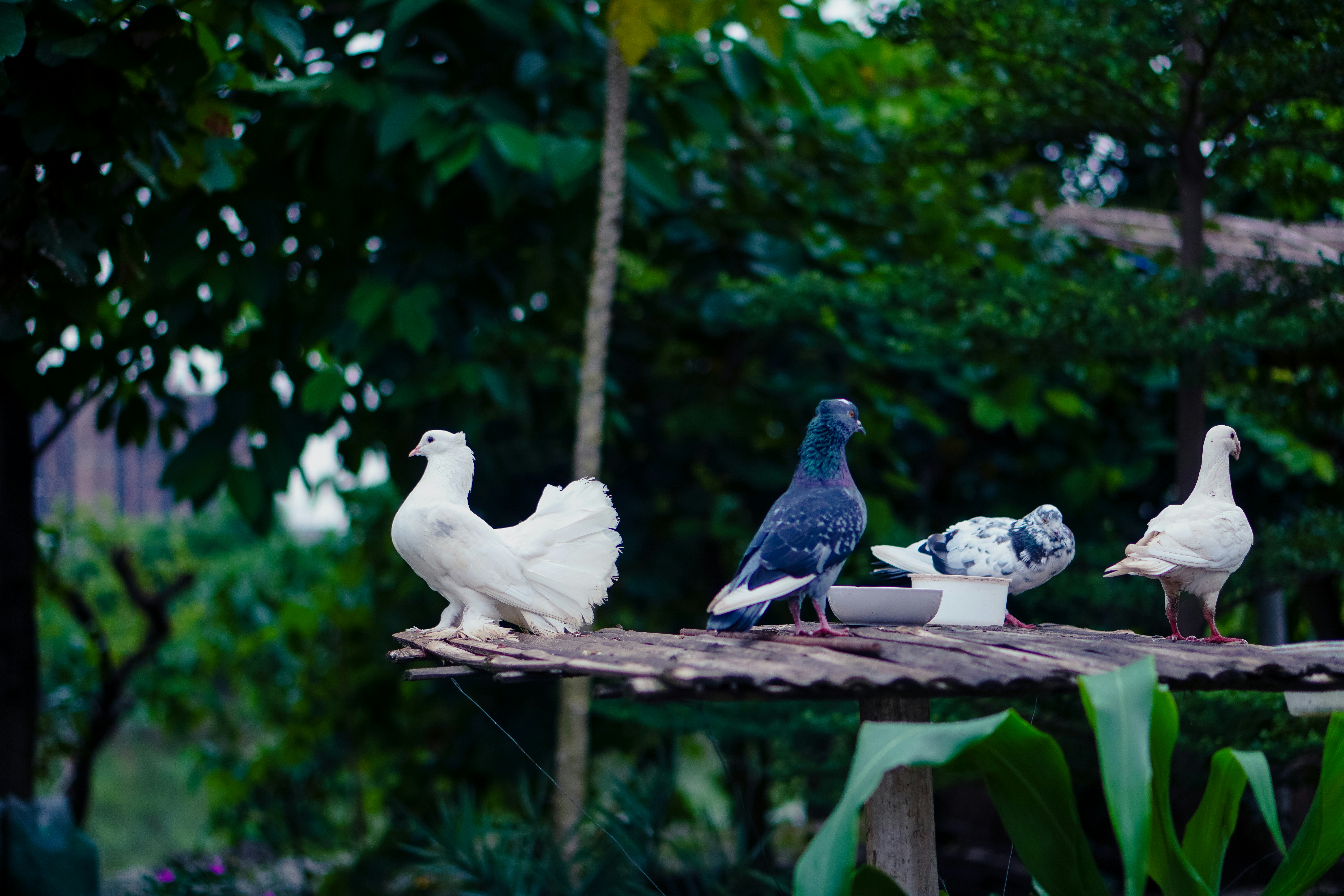 Harmony on the Perch